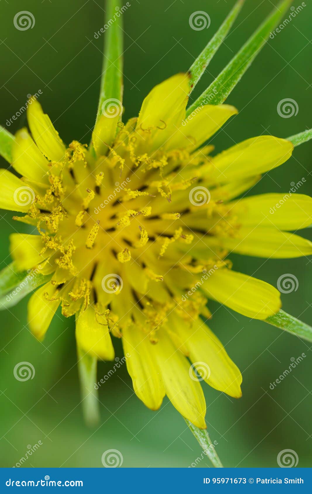 Yellow Goats Beard - Tragopogon Dubius Stock Image - Image of dubius ...