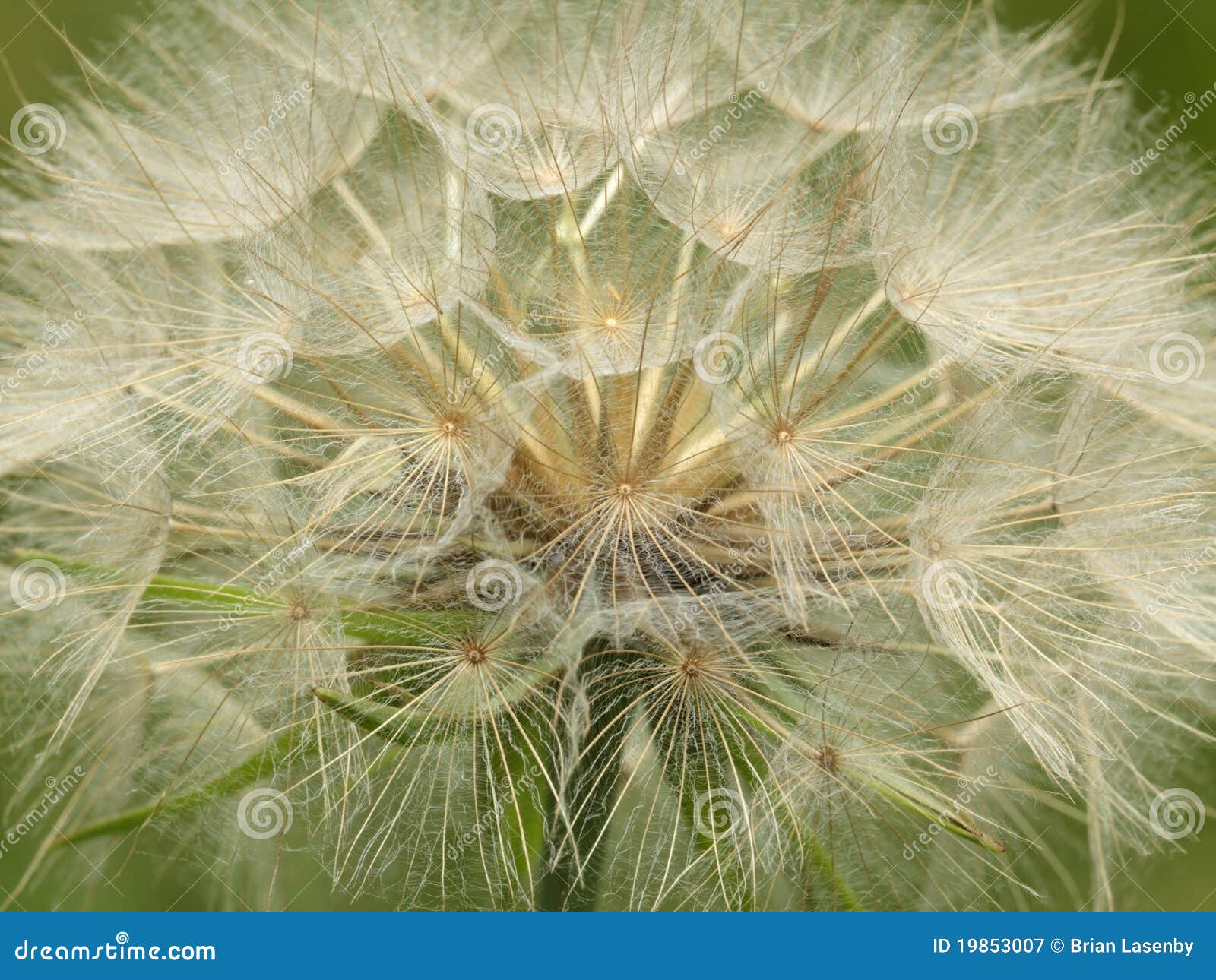 Yellow Goatsbeard Seed Head Stock Image - Image of goatsbeard, seeds ...