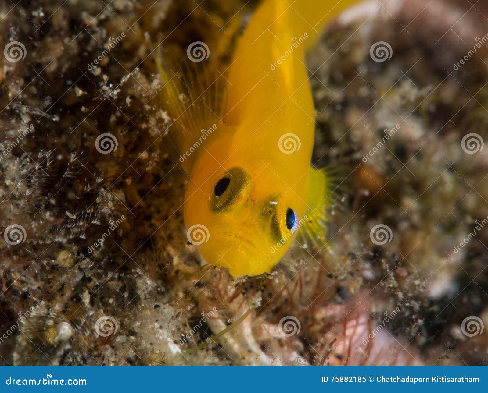 Yellow goby fish stock image. Image of life, cryptocentrus - 75882185