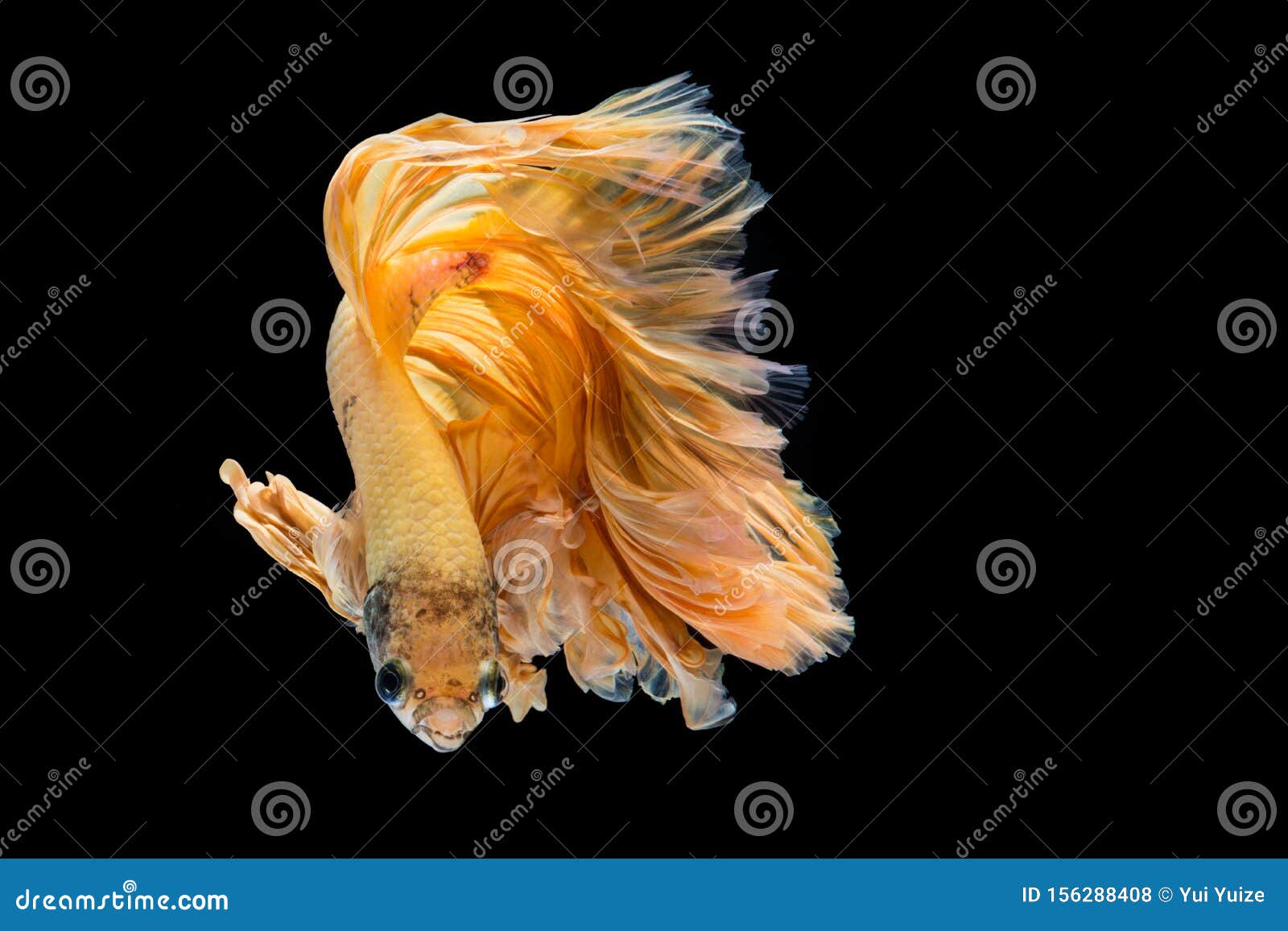 Yellow Gold Betta Fish, Siamese Fighting Fish Stock Photo - Image of ...