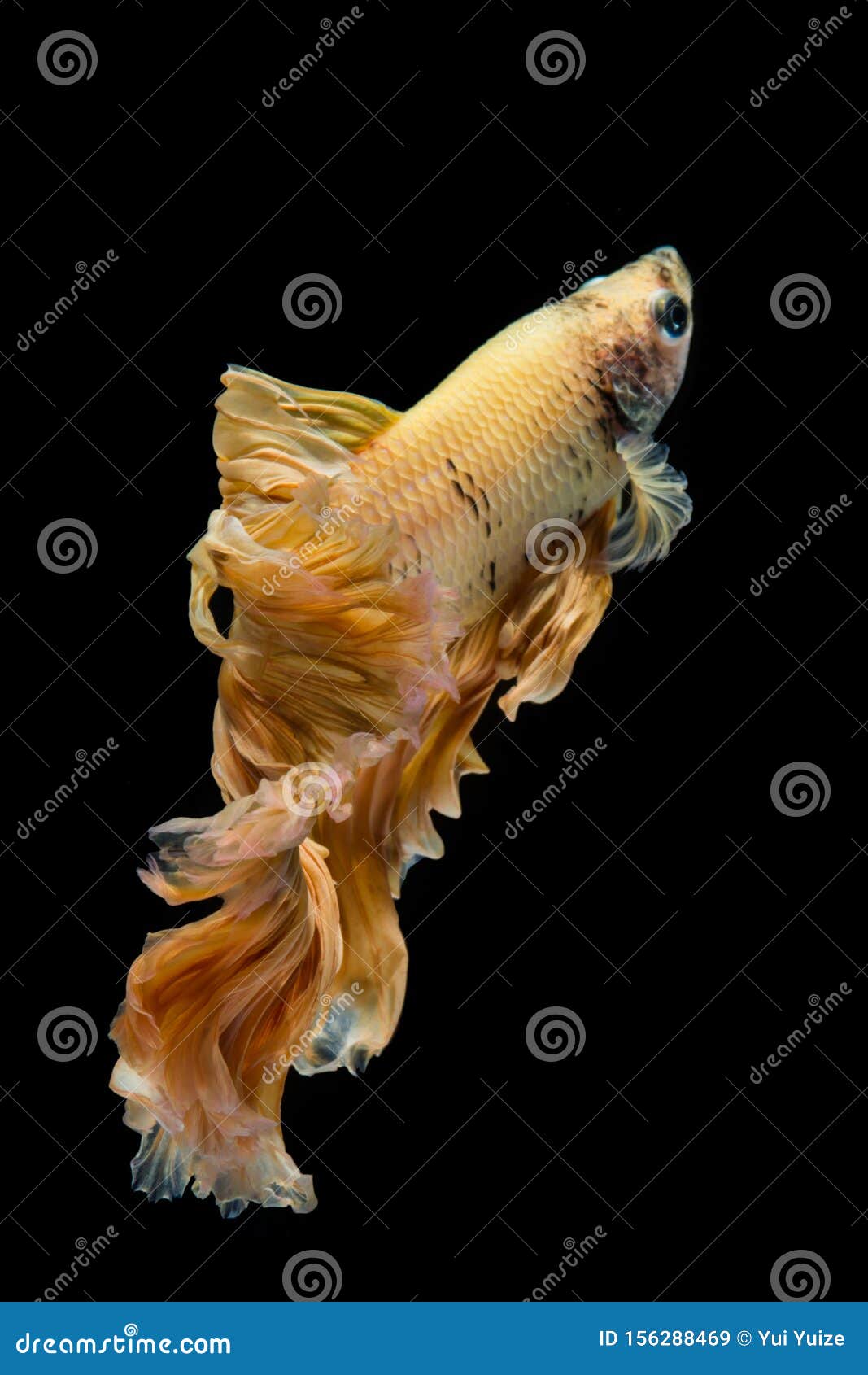 1,222 Gold Betta Fish Stock Photos - Free & Royalty-Free Stock Photos ...