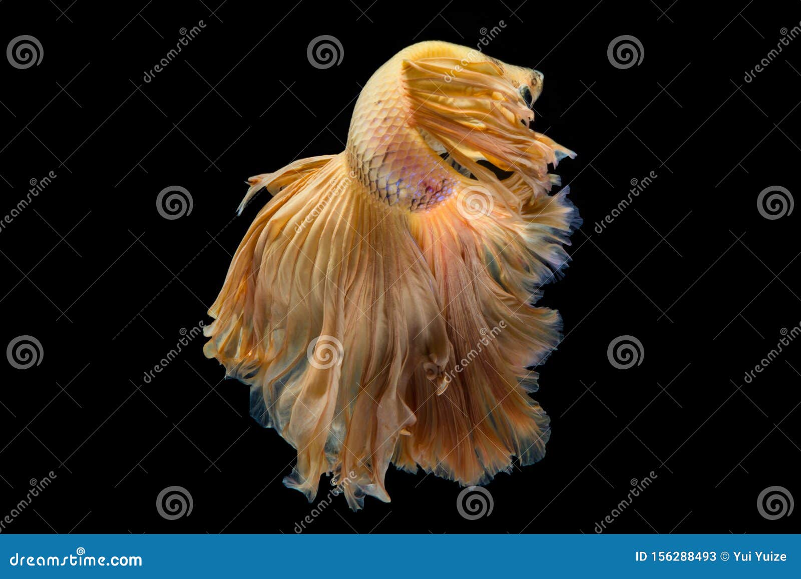 Yellow Gold Betta Fish, Siamese Fighting Fish Stock Image - Image of ...