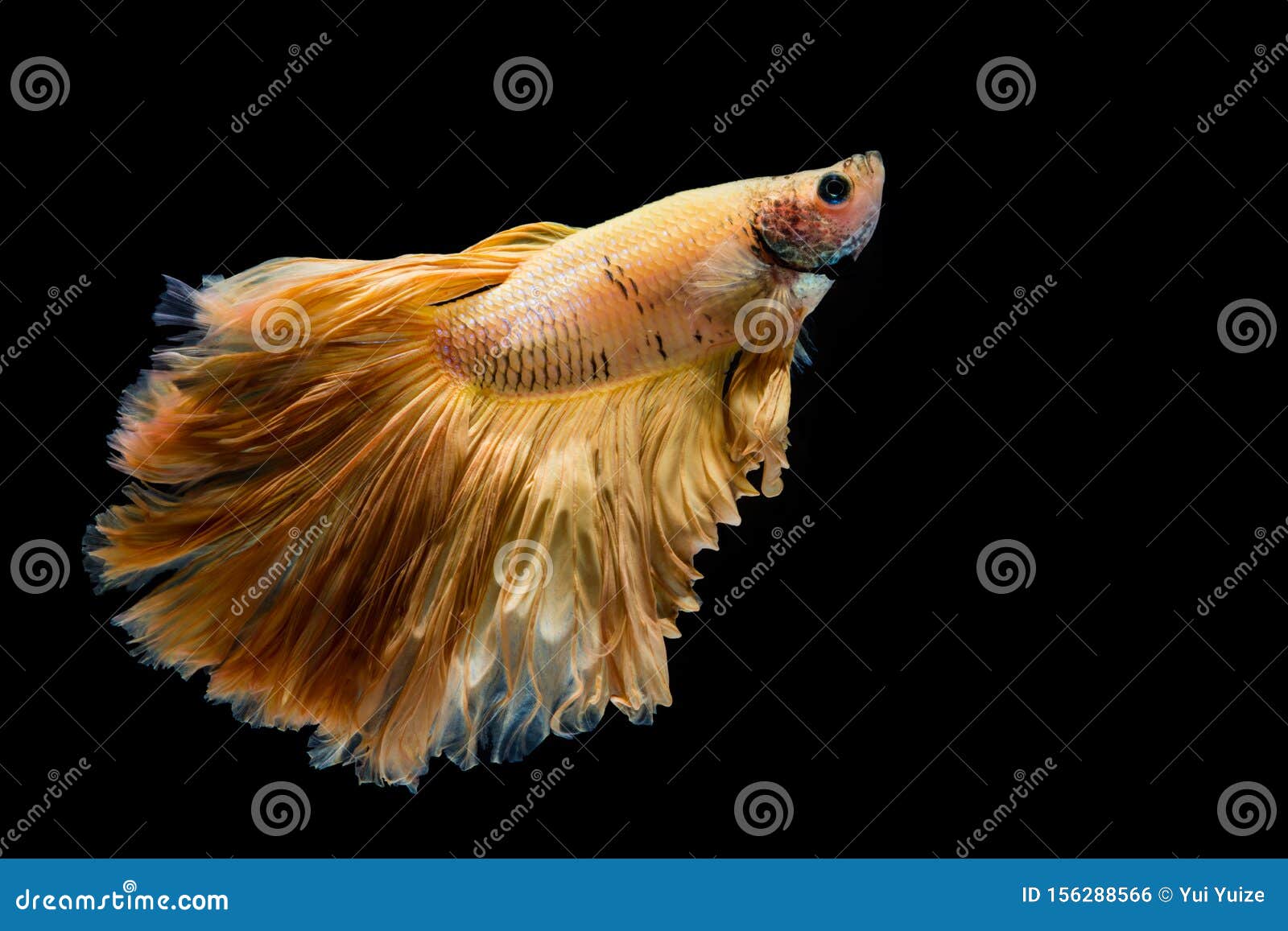 Yellow Gold Betta Fish, Siamese Fighting Fish Stock Photo - Image of ...