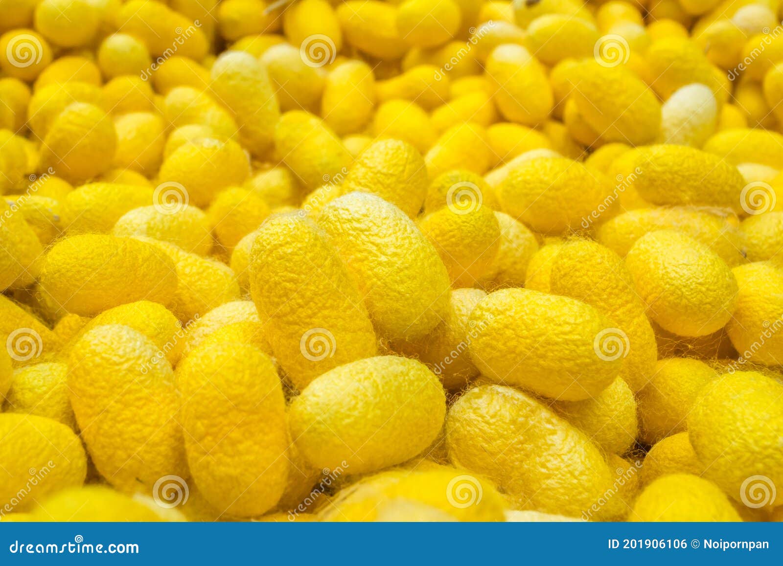 Two Cocoons One Smooth, One With Texture - Woolly Bear Caterpillar ...