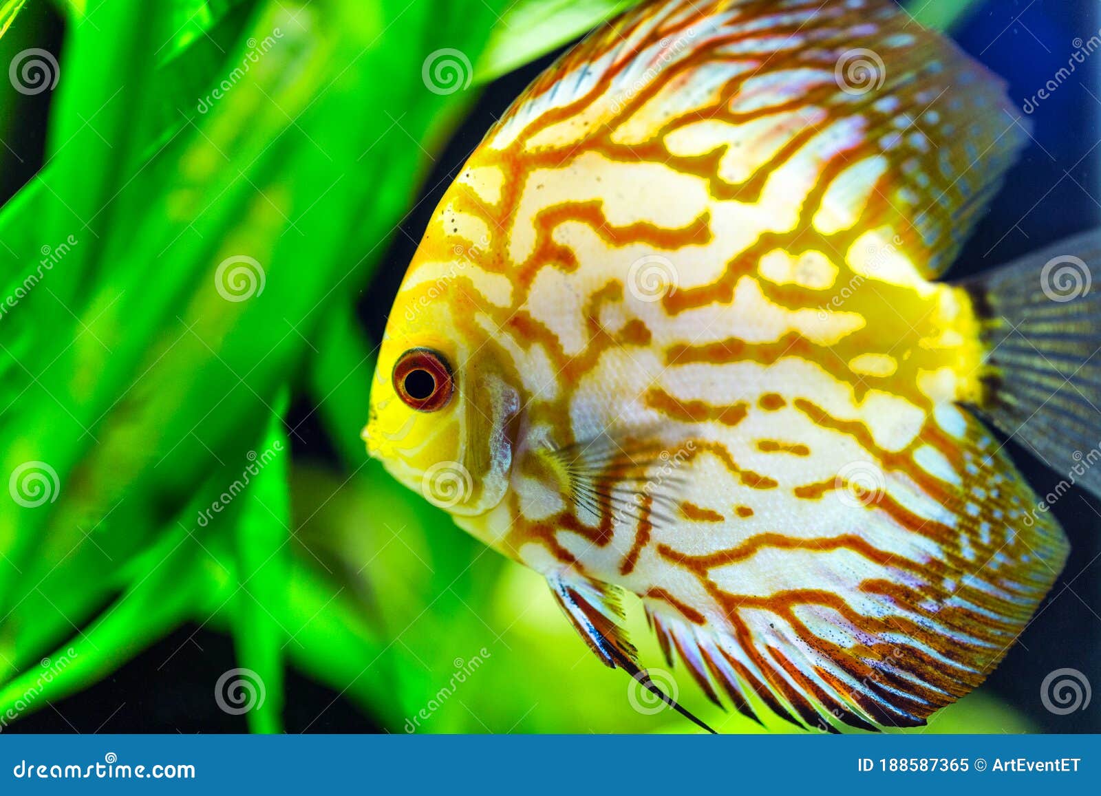Yellow Gold discus fish stock image. Image of light - 188587365