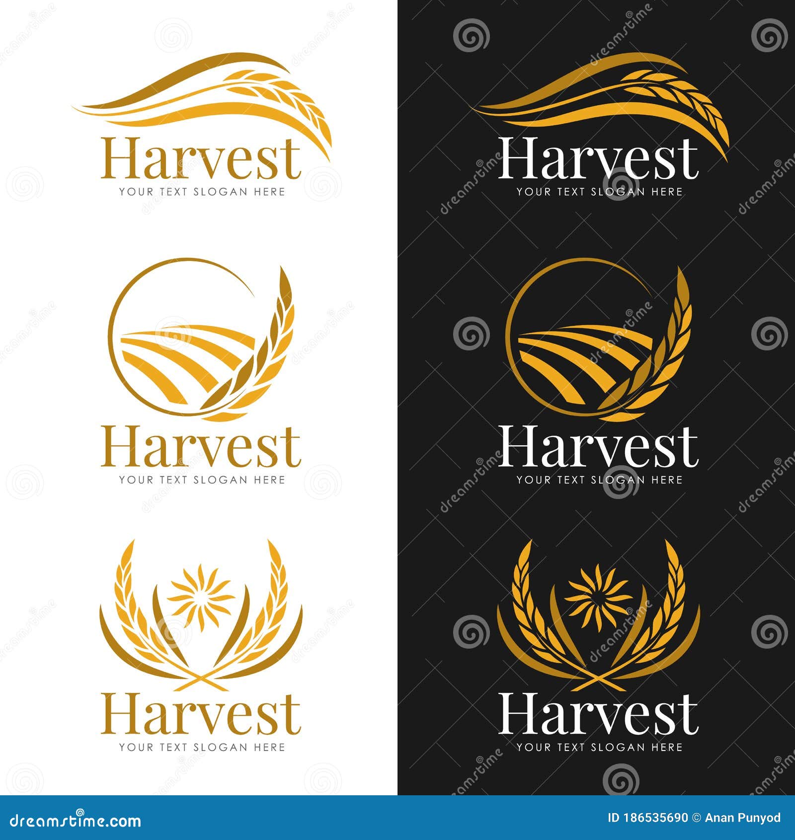 Yellow Gold Harvest Paddy Rice Logo Vector Collection Design Stock ...