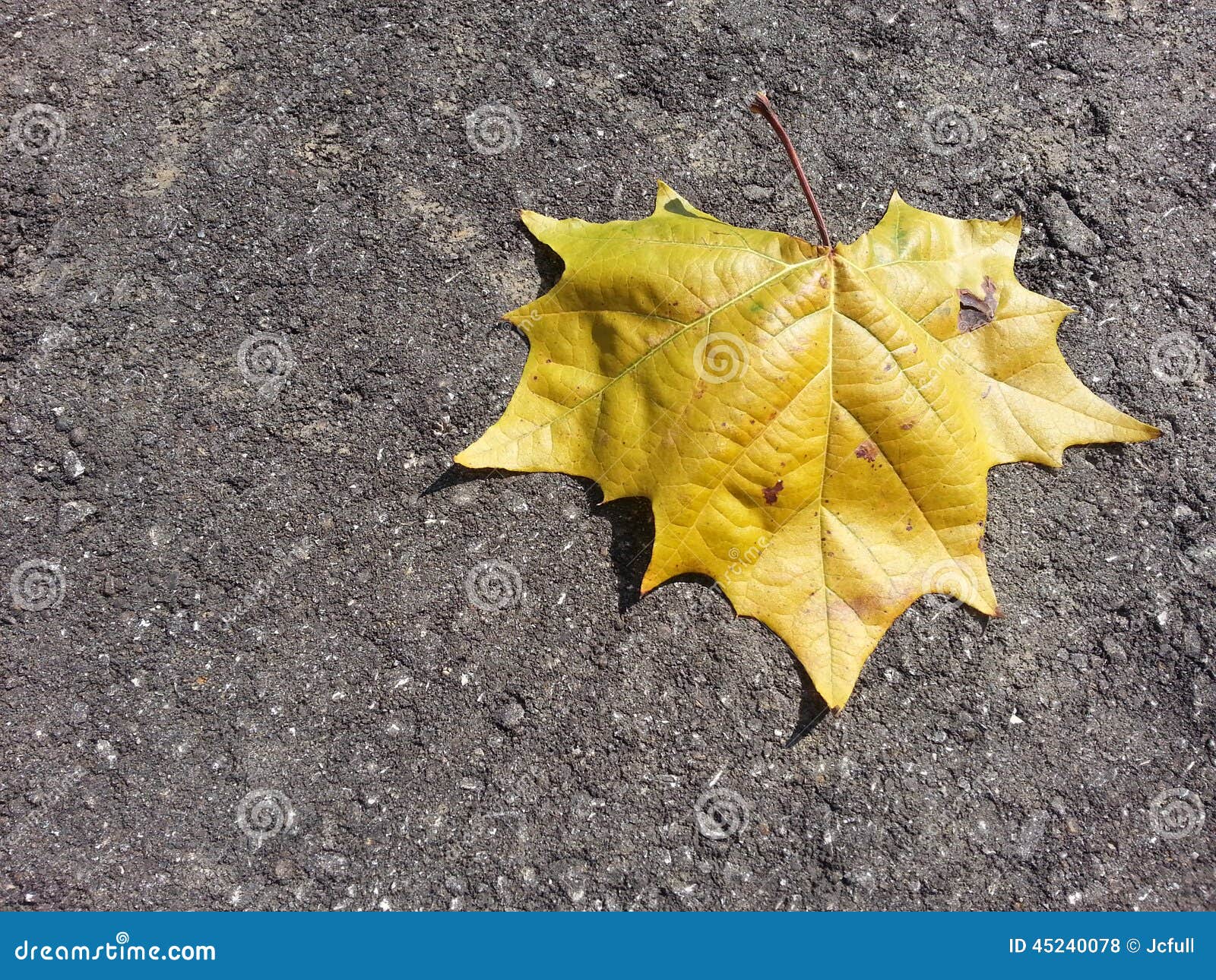Yellow gold leaf of fall stock photo. Image of single - 45240078