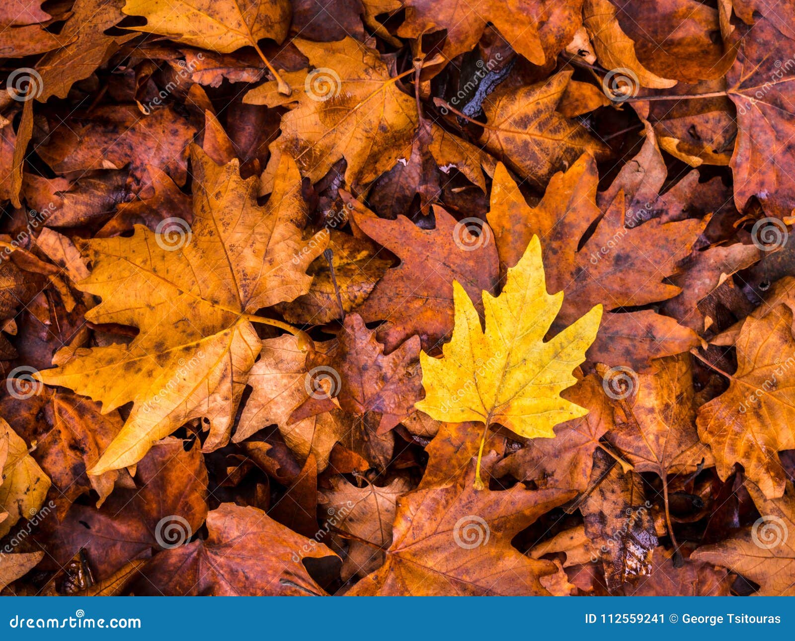 Yellow Gold Leaves in Autumn Stock Image - Image of foliage, gold ...