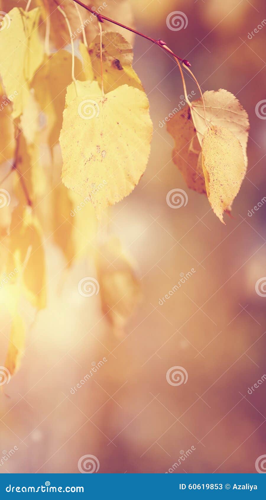 Yellow-gold Leaves in the Fall. Stock Image - Image of abstract ...