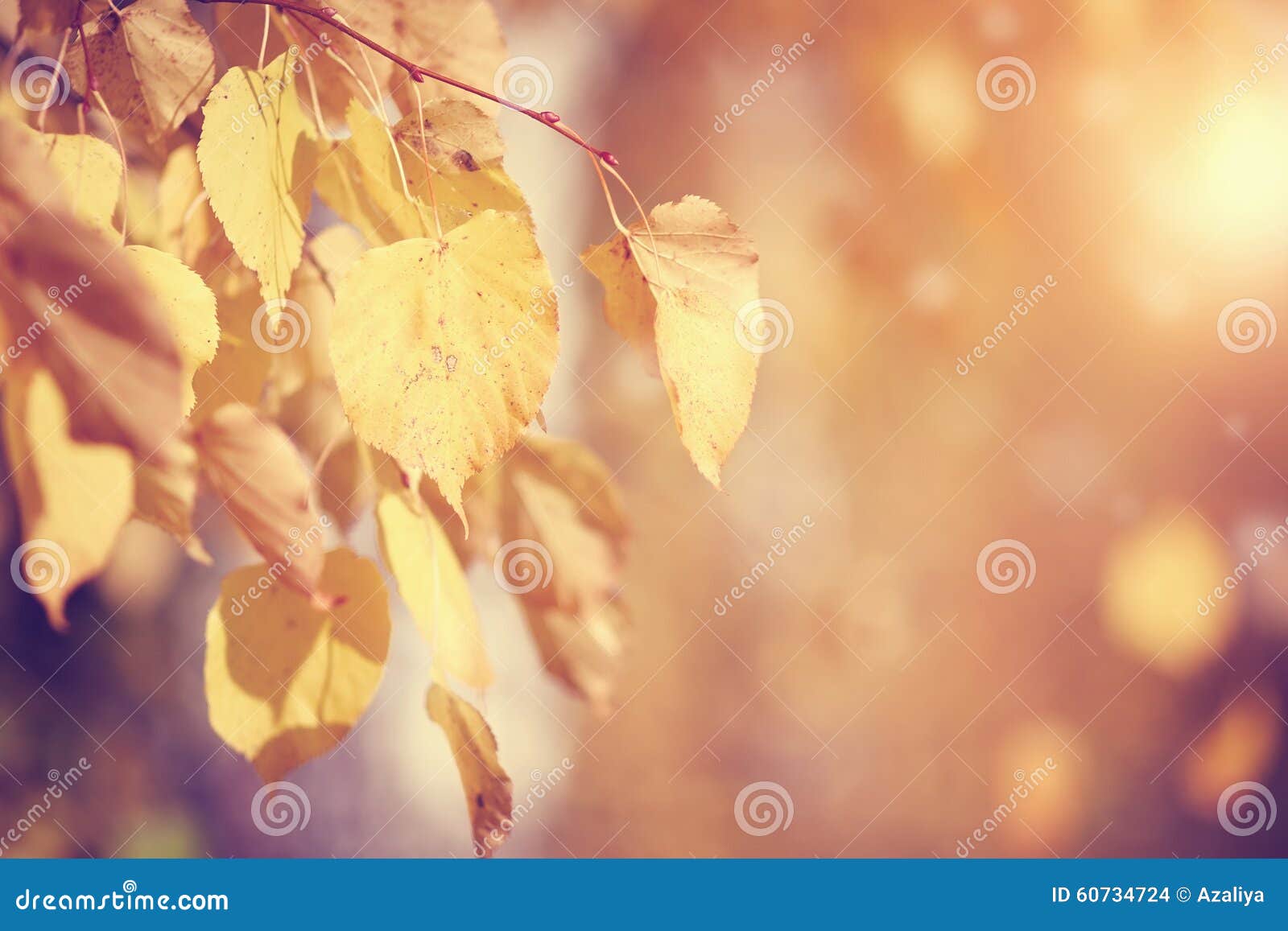 Yellow-gold Leaves in the Fall. Stock Photo - Image of ecology, garden ...