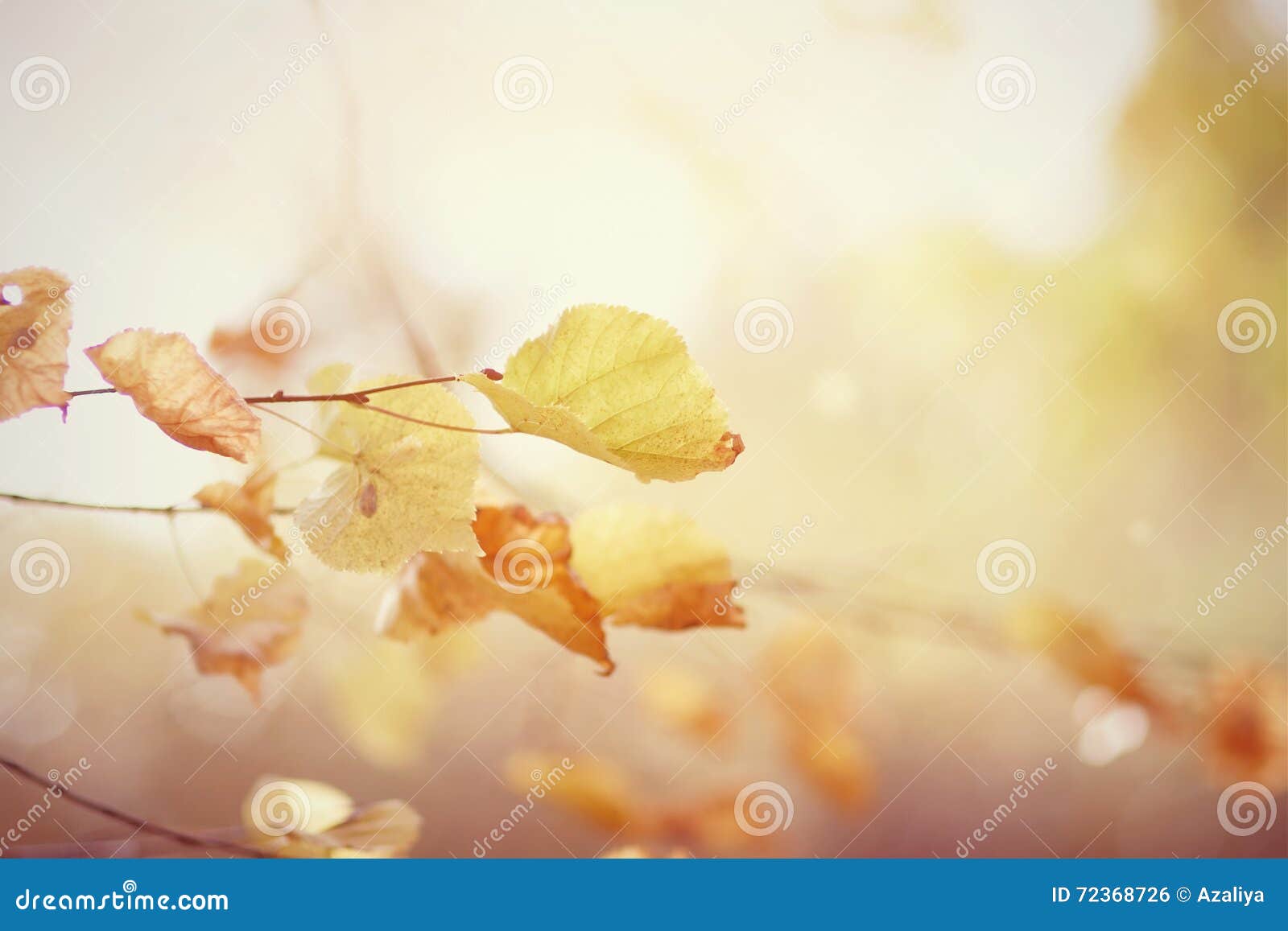 Yellow-gold Leaves in the Fall. Stock Photo - Image of change, botany ...
