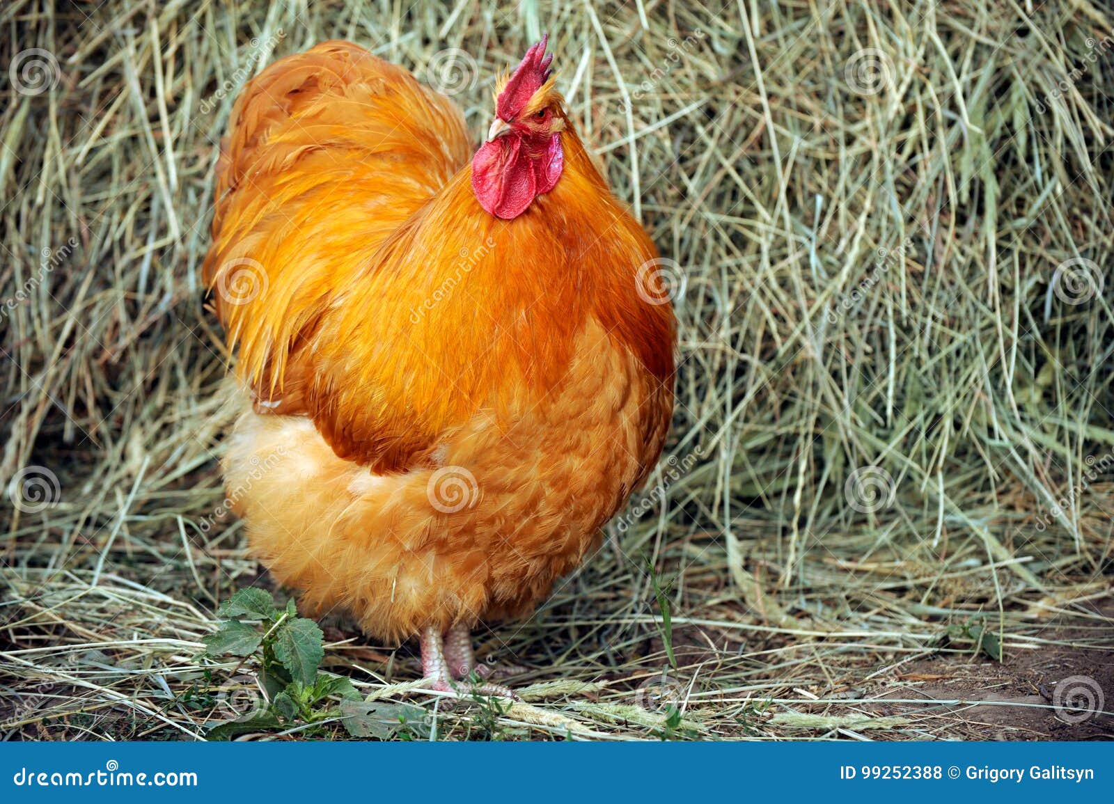 Yellow and Gold Rooster Orpindton that is Investigating What is Going ...