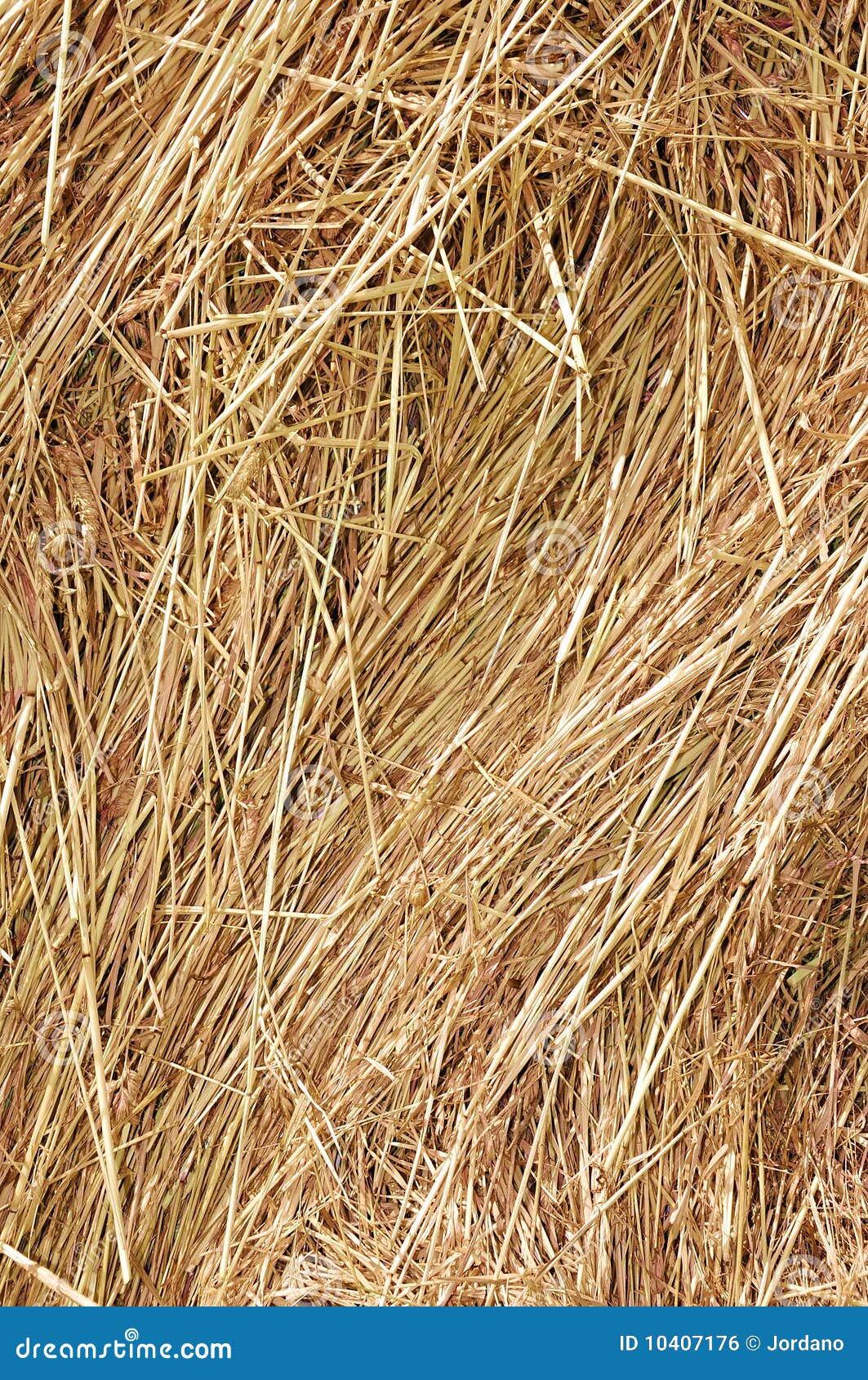 Yellow gold straws stock photo. Image of backdrop, country - 10407176