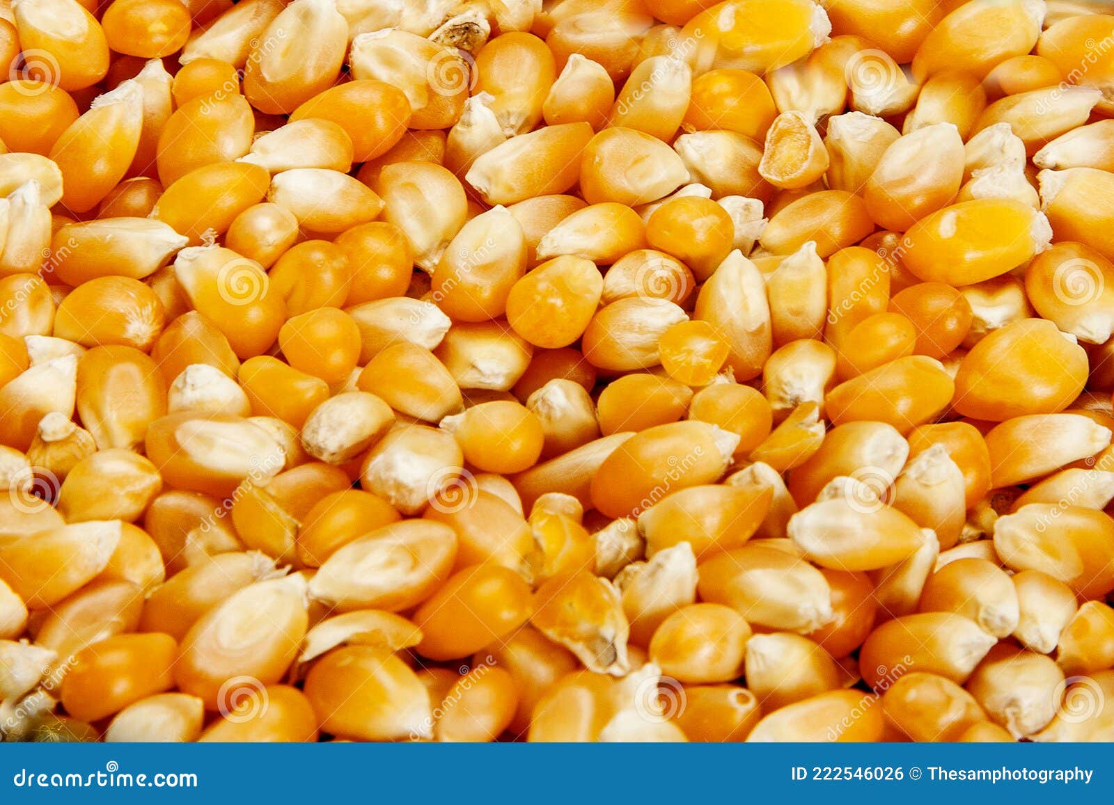 Matured corn granules stock photo. Image of corn, organic - 222546026