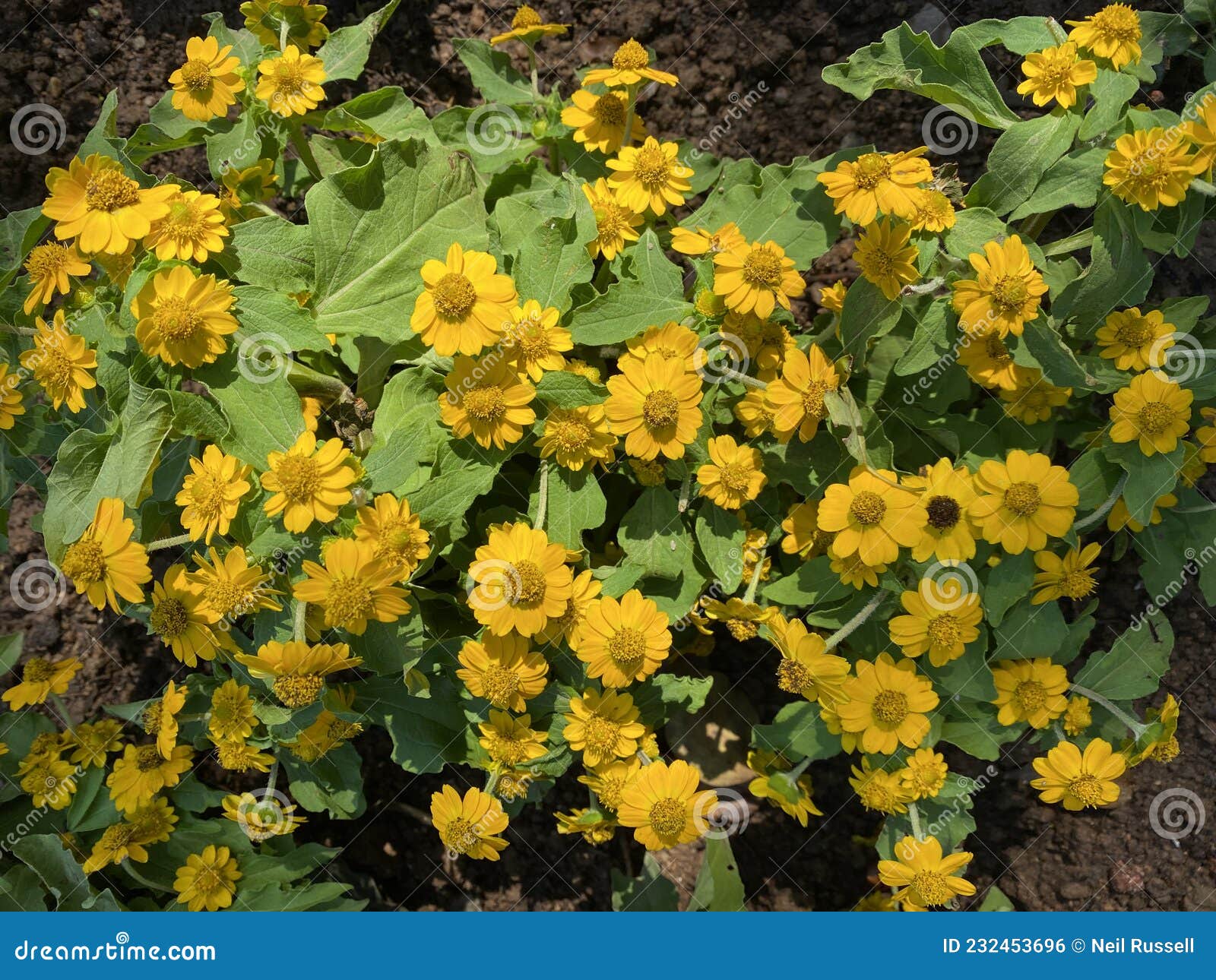 Golden Crownbeard & X28;Verbesina Encelioides& X29; Herb Royalty-Free ...