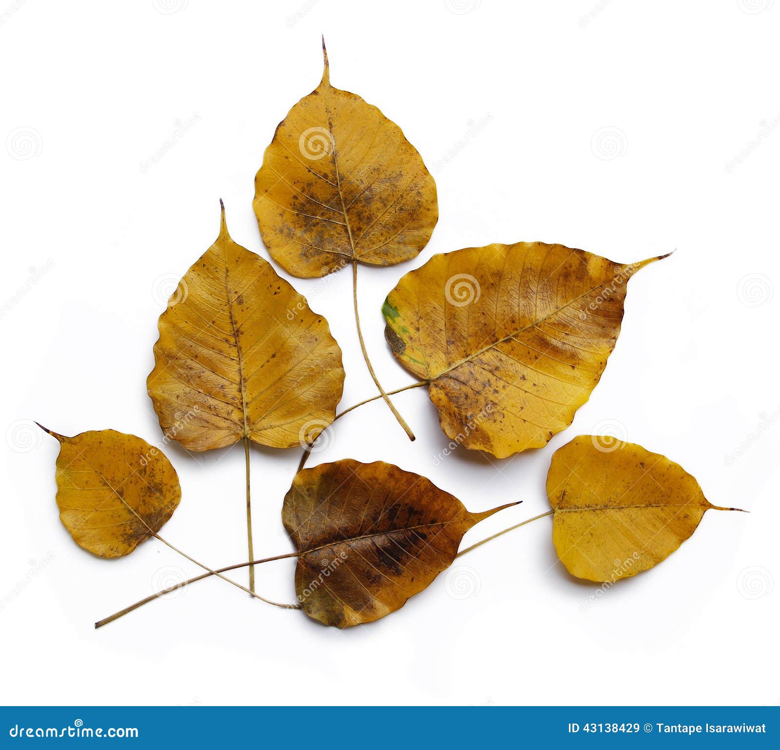 Yellow Golden Pipal leafs stock image. Image of decor - 43138429