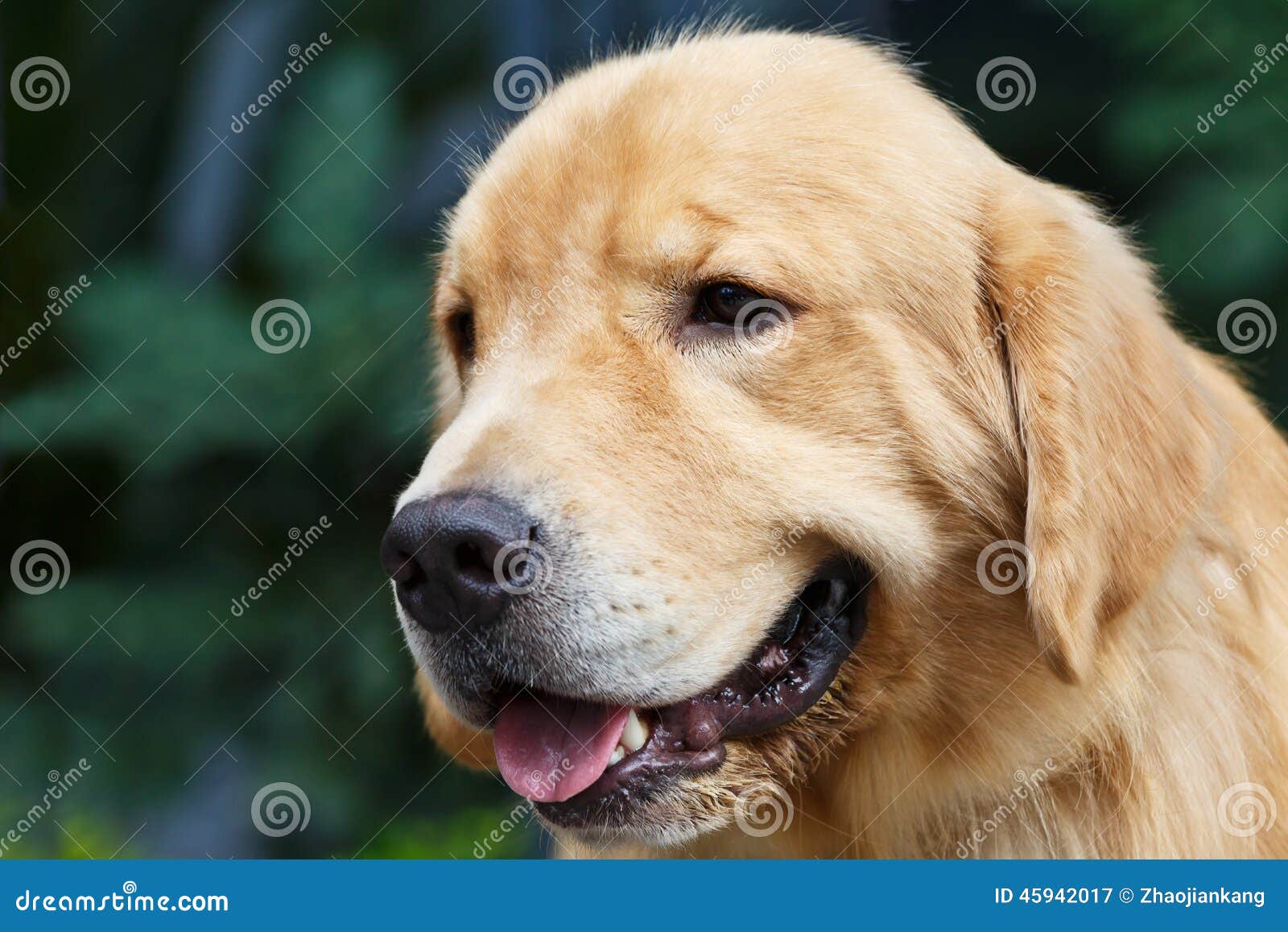 Yellow golden retriever stock image. Image of adopt, close - 45942017
