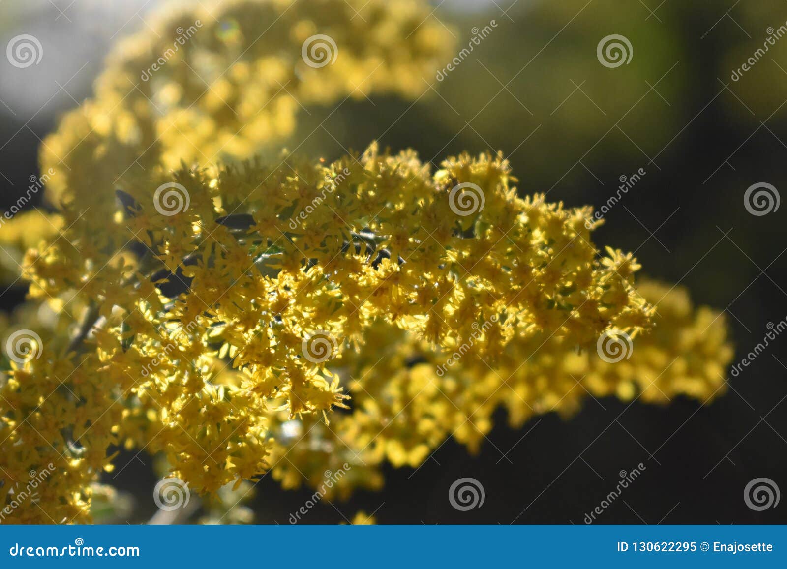 Yellow Golden Rods stock image. Image of rods, herbs - 130622295