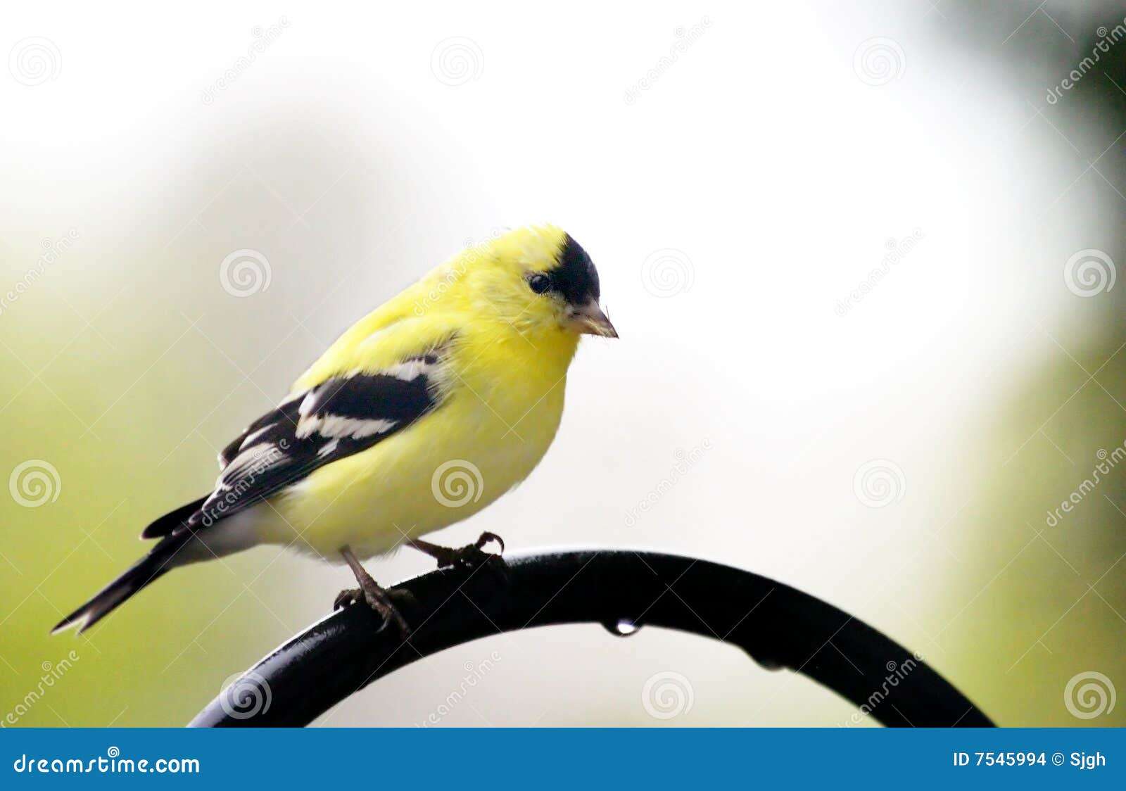 Yellow goldfinch stock photo. Image of finch, bright, seed - 7545994
