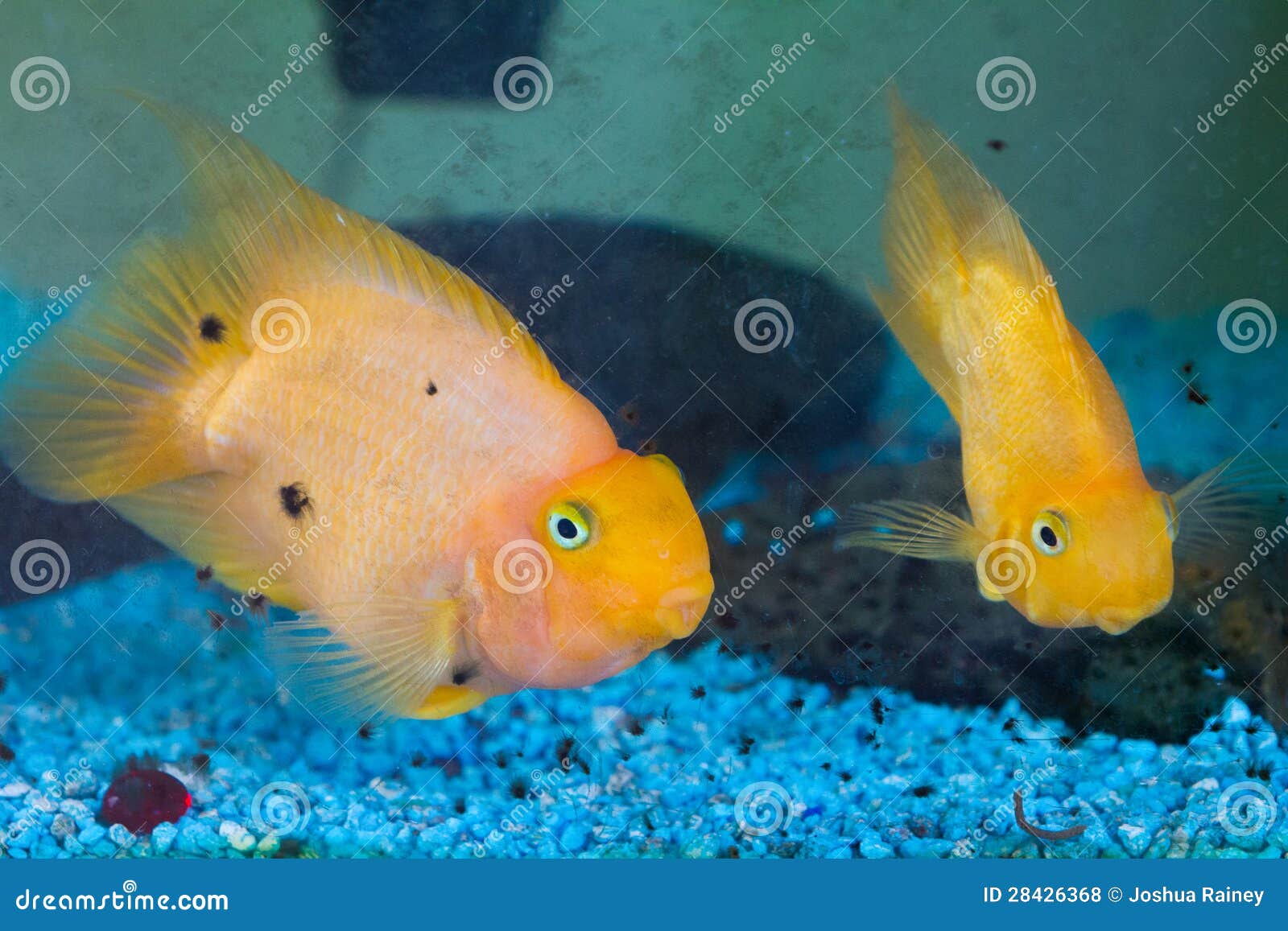 Yellow Goldfish stock photo. Image of yellow, water, orange - 28426368
