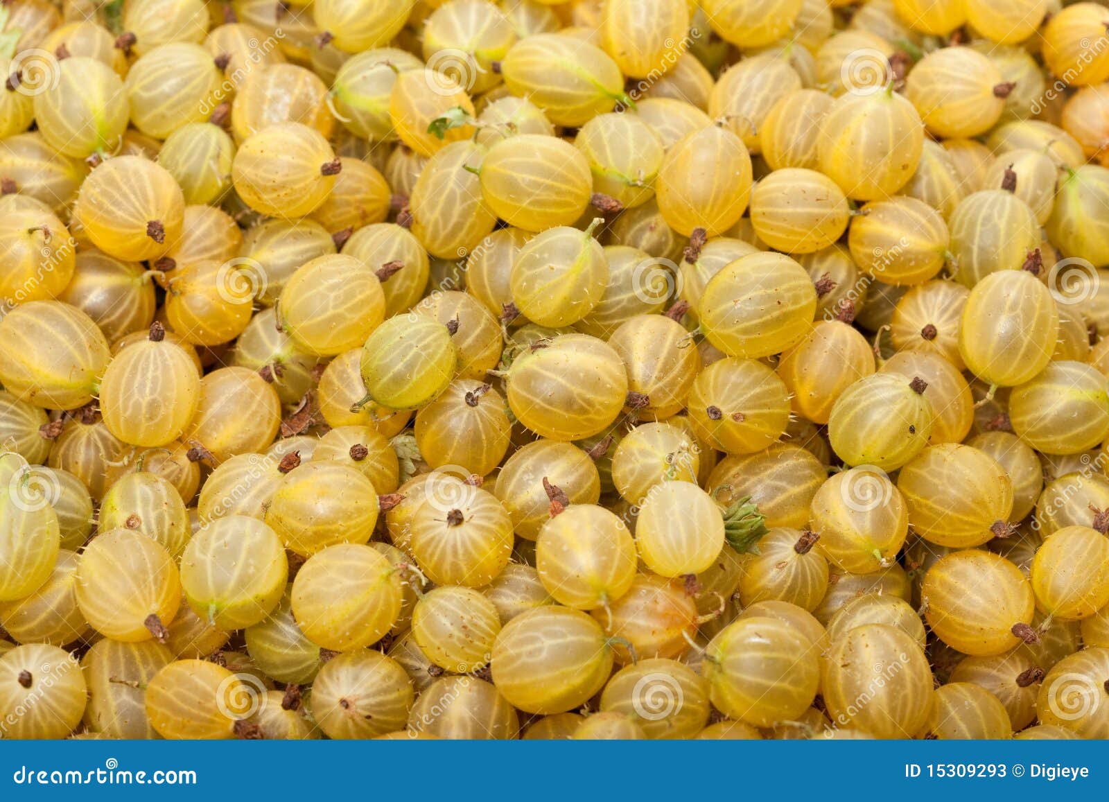Yellow Gooseberry stock image. Image of vitamin, mellow - 15309293