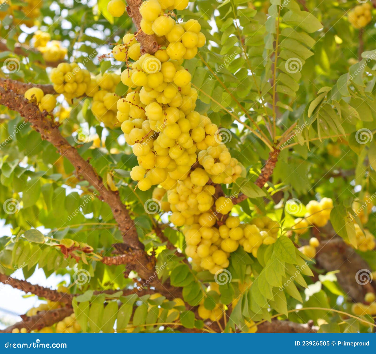 Yellow gooseberry stock image. Image of outdoor, material - 23926505