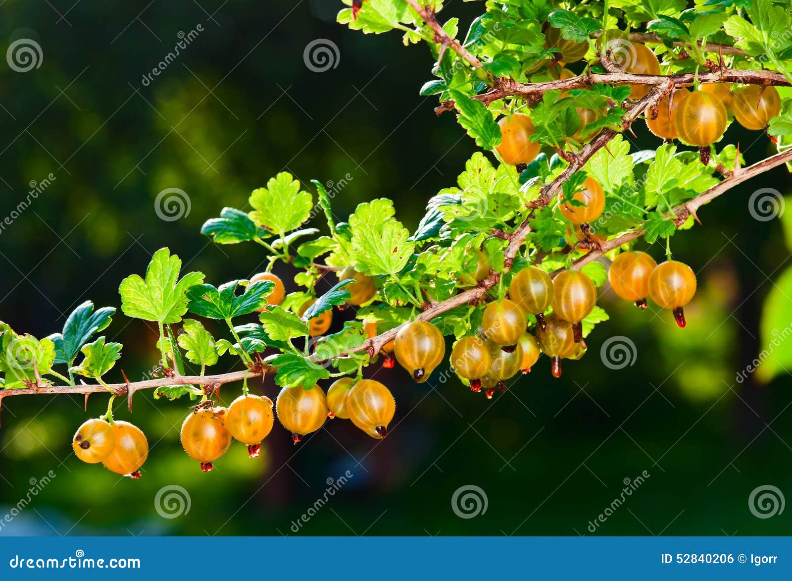 Yellow gooseberry stock photo. Image of leaf, garden - 52840206