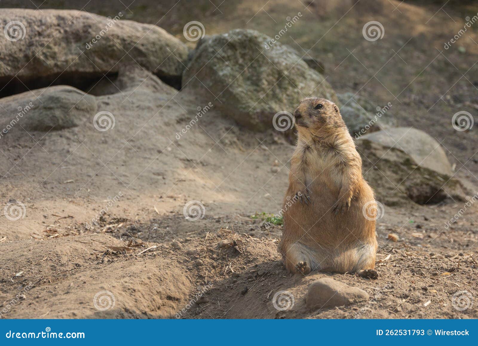 Yellow Gopher in Rocky Area Stock Image - Image of yellow, mammal ...