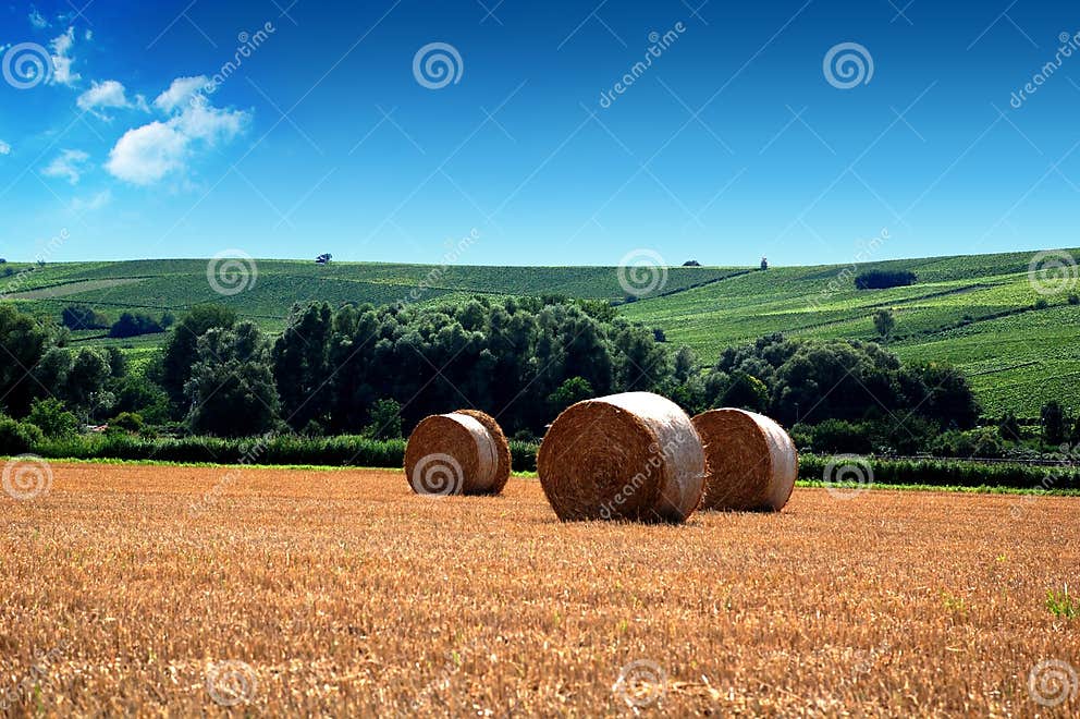 Yellow Grain Harvested on a Fa Stock Photo - Image of field, bread: 2872518