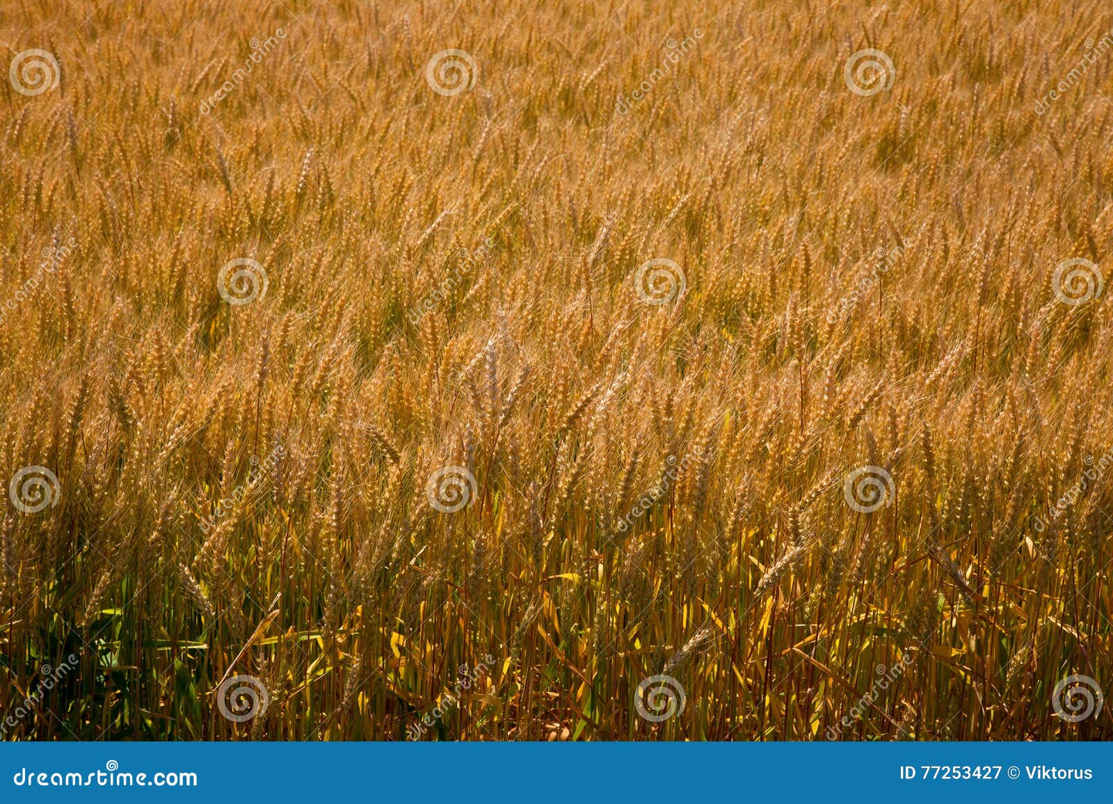 Yellow Grain on Stem Field Crop Texture Stock Image - Image of fall ...