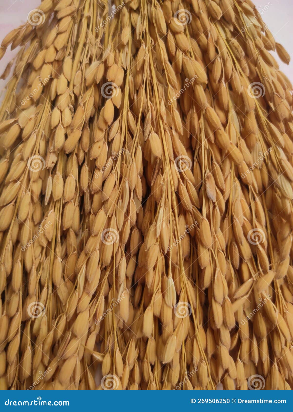 The Yellow Grains of Rice after Harvest are Placed on the Floor Stock ...