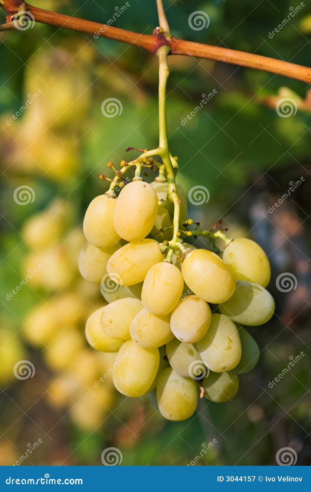 Yellow Grape Sultana Thompson Seedless Kishmish On White Background ...
