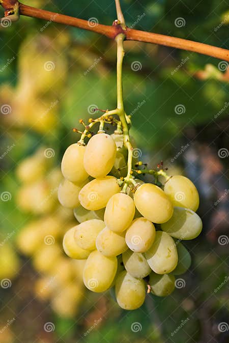 Yellow Grape stock image. Image of food, vine, winery - 3044157