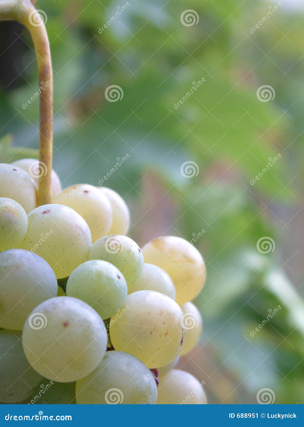 Yellow grape stock image. Image of foods, vines, country - 688951