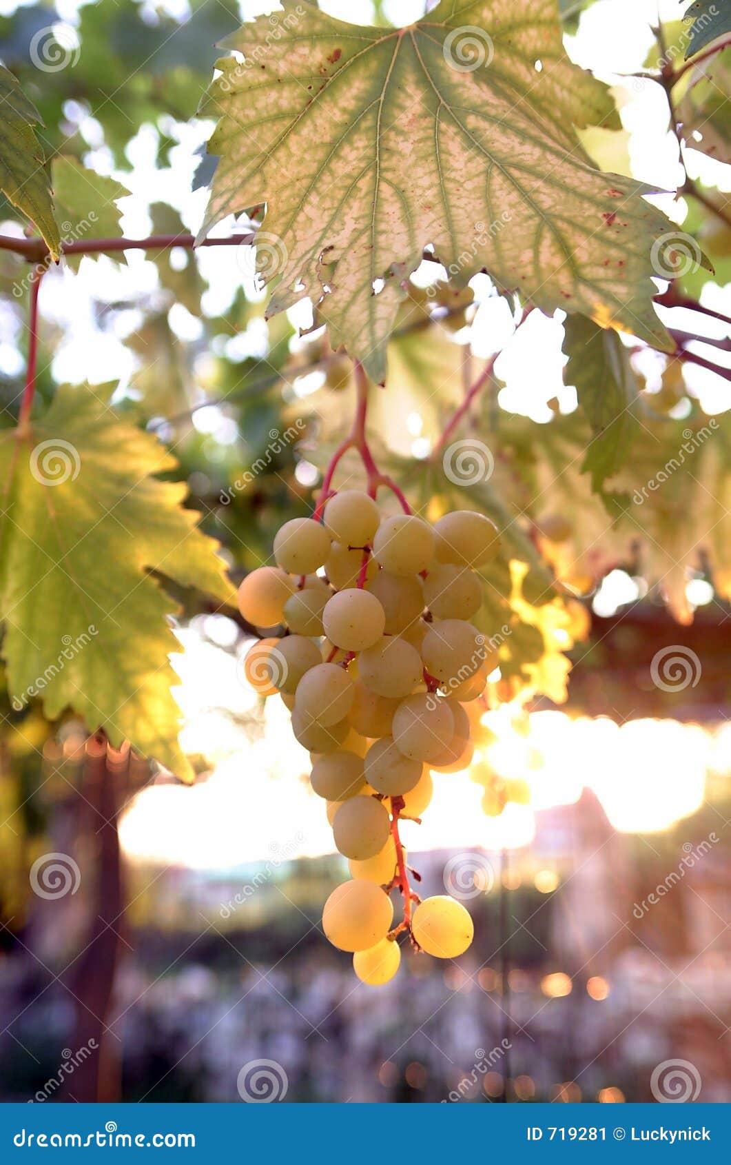 Yellow grape stock image. Image of snack, grape, leaves - 719281