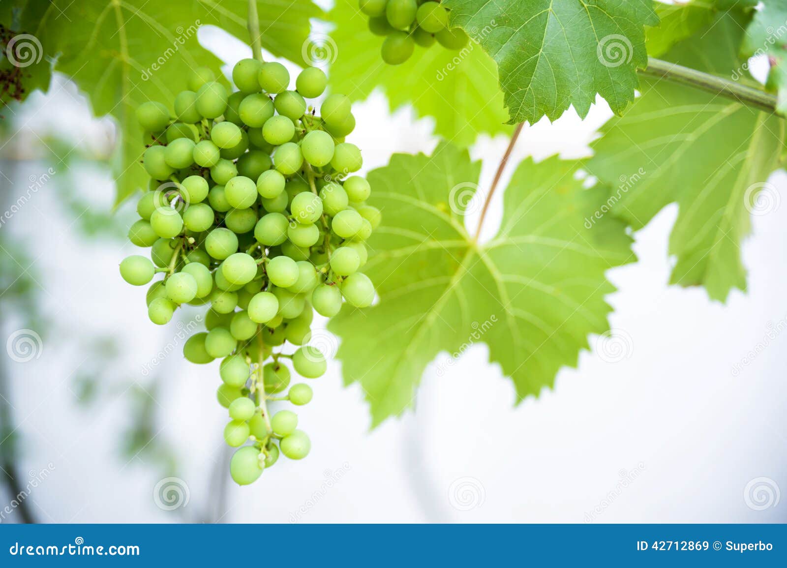 Yellow grape background stock image. Image of close, natural - 42712869