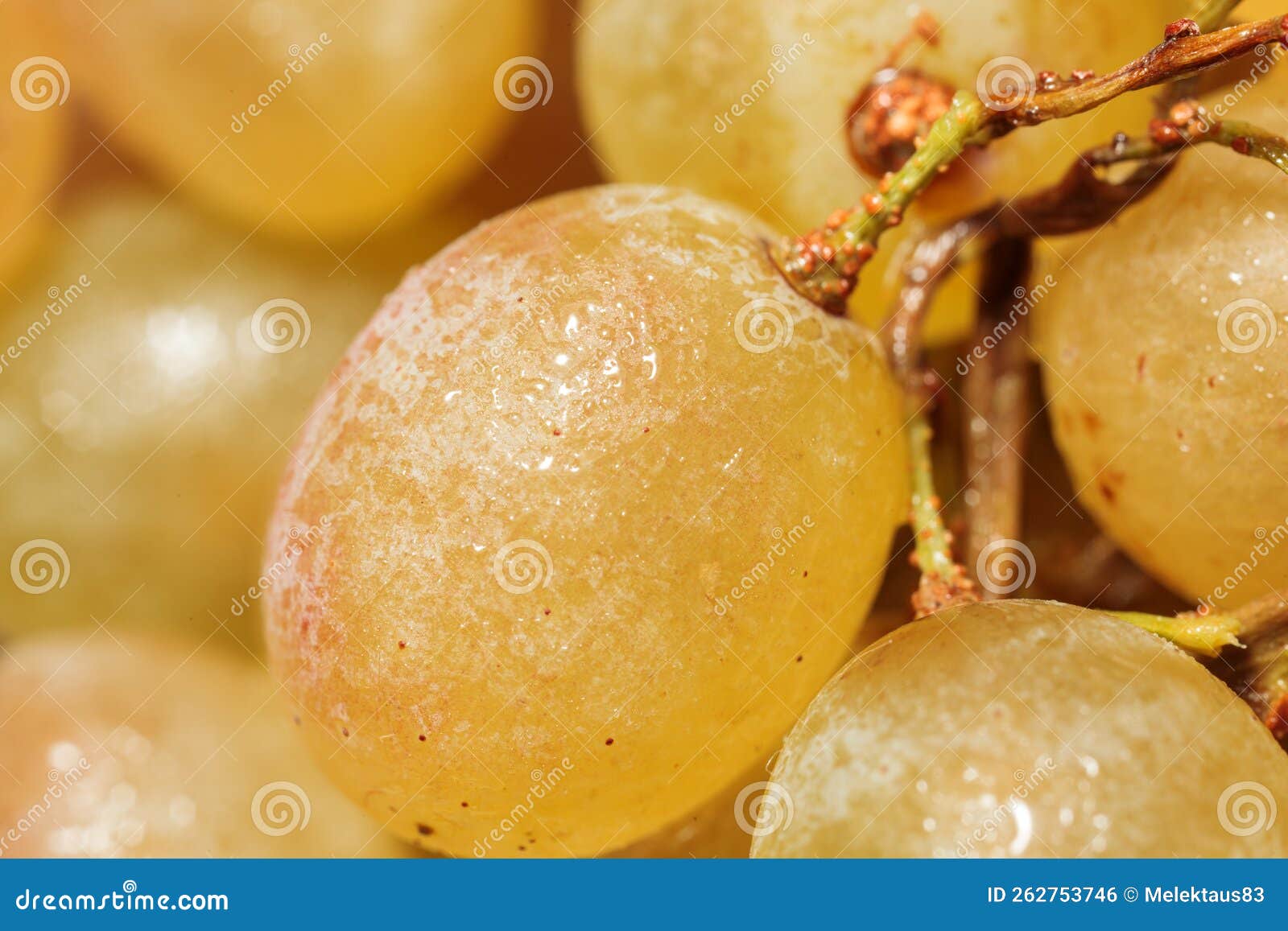 Yellow Grape Berry with Water Drops Close-up Stock Photo - Image of ...