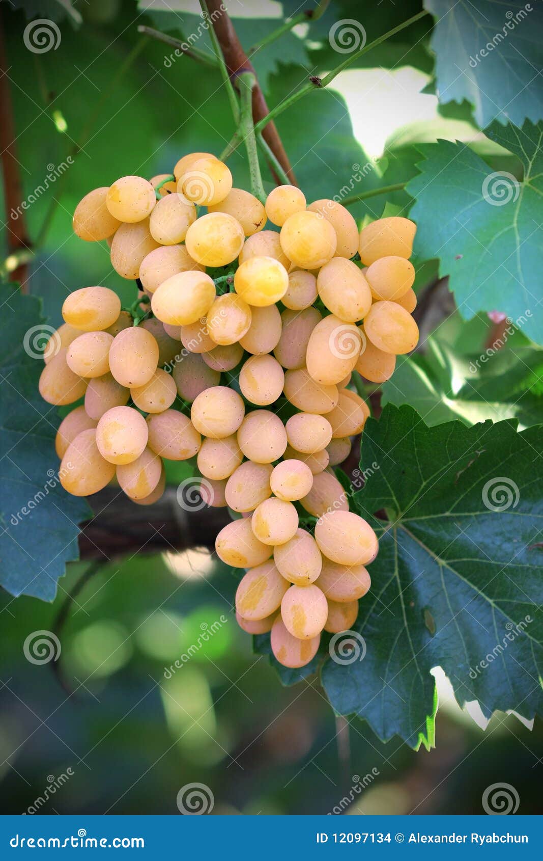Yellow Grape Cluster with Leaves on Vine Stock Photo - Image of cluster ...
