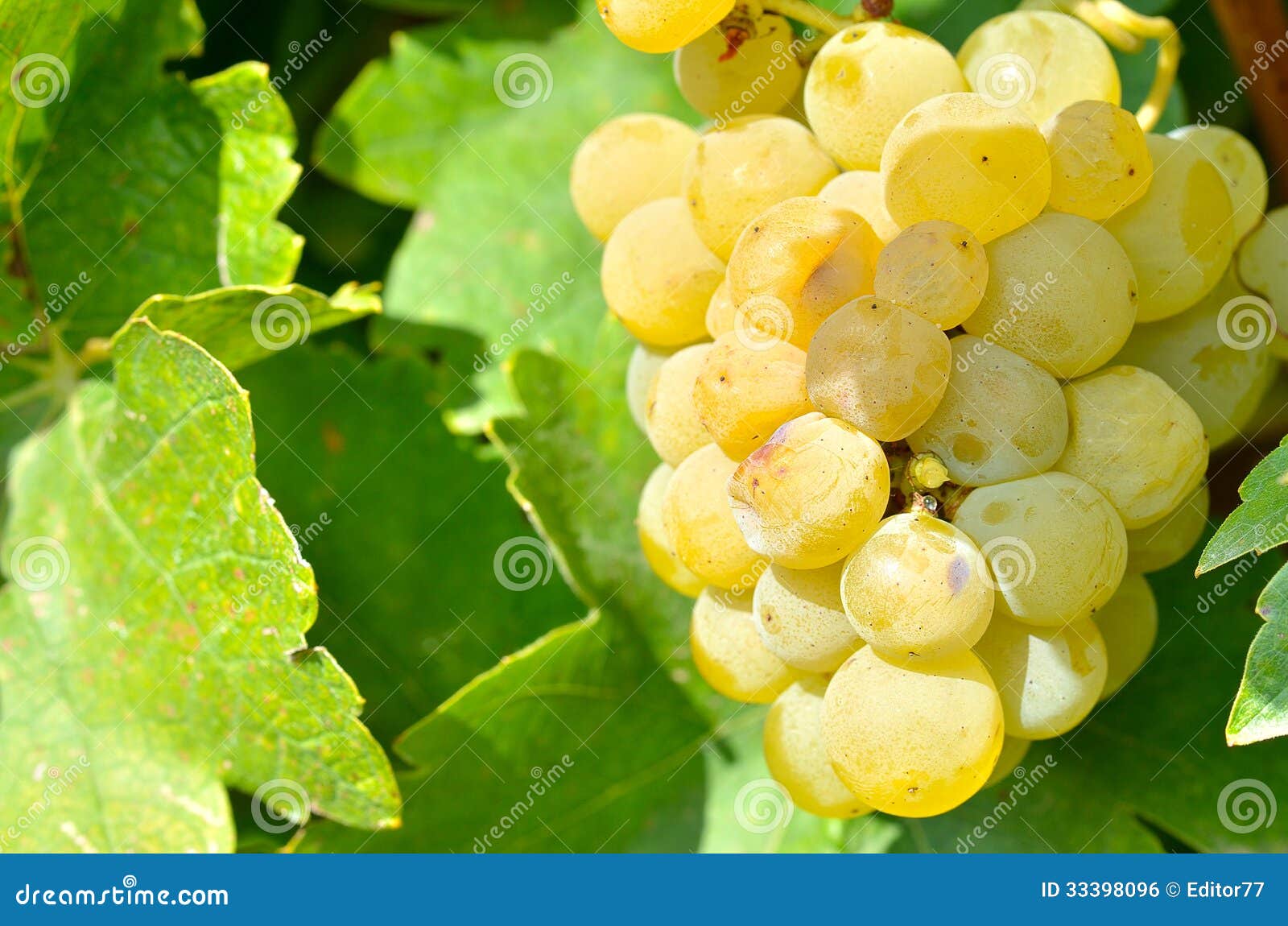 Yellow grape stock photo. Image of agriculture, fresh - 33398096