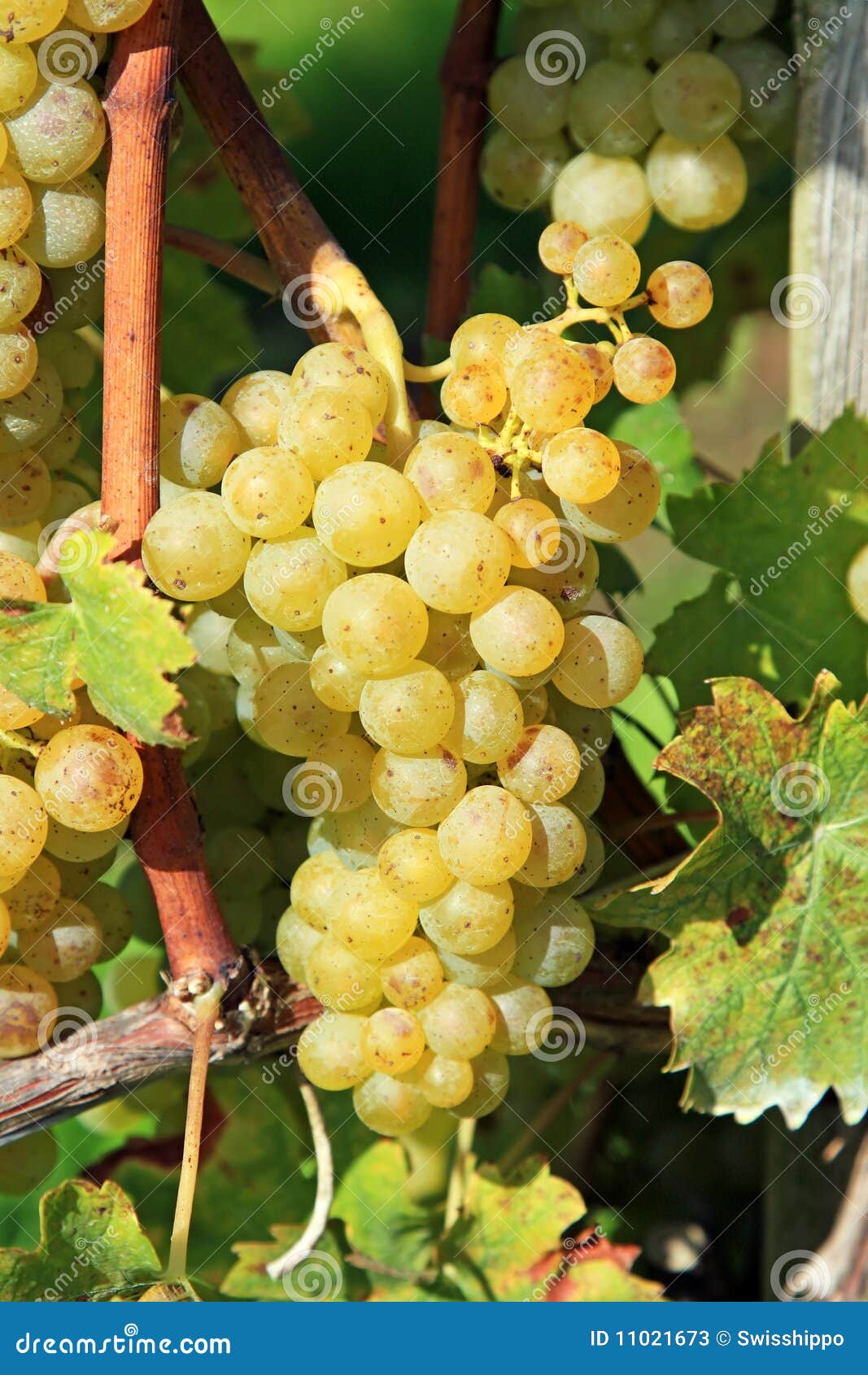 Yellow grapes stock image. Image of leaf, fruit, bunch - 11021673