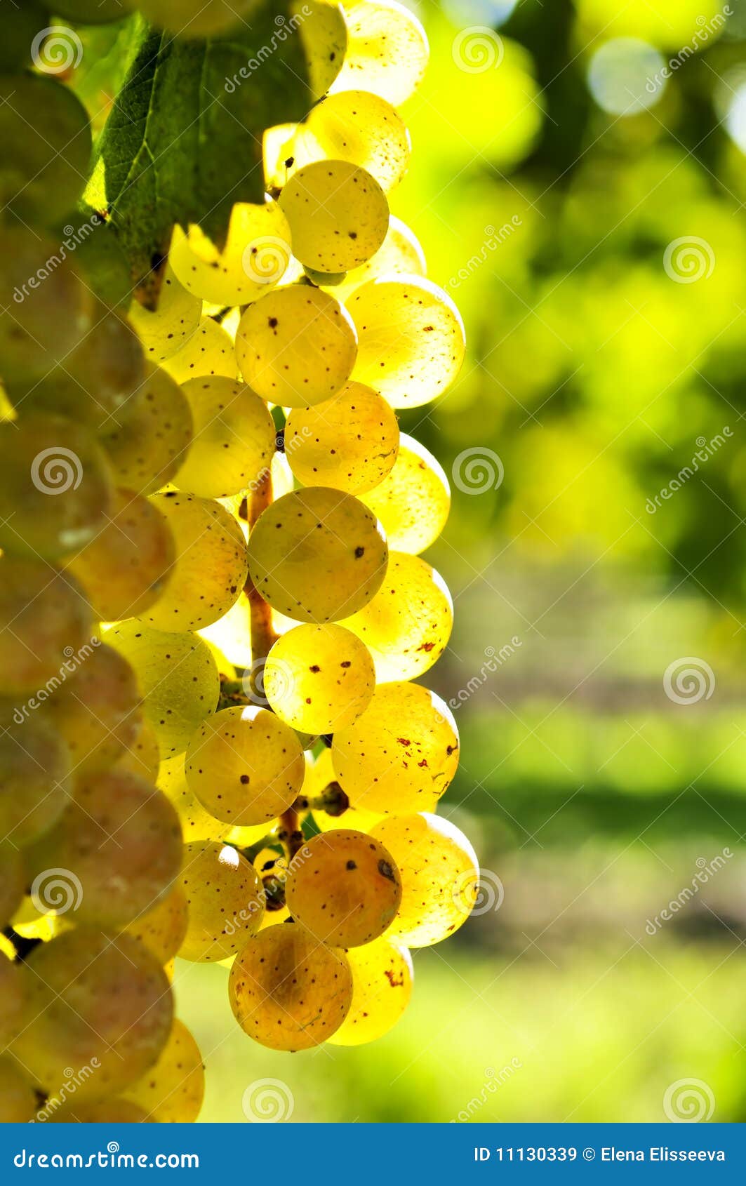 Yellow grapes stock image. Image of green, bright, agricultural - 11130339
