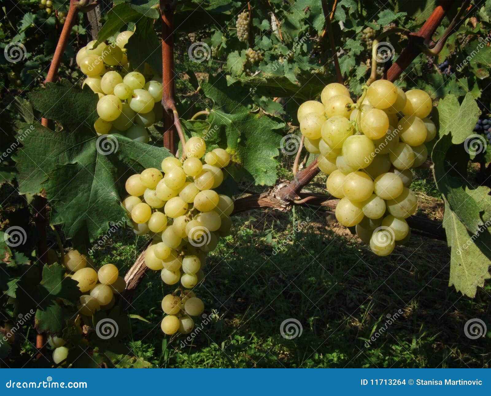 Yellow grapes stock photo. Image of isolated, autumn - 11713264