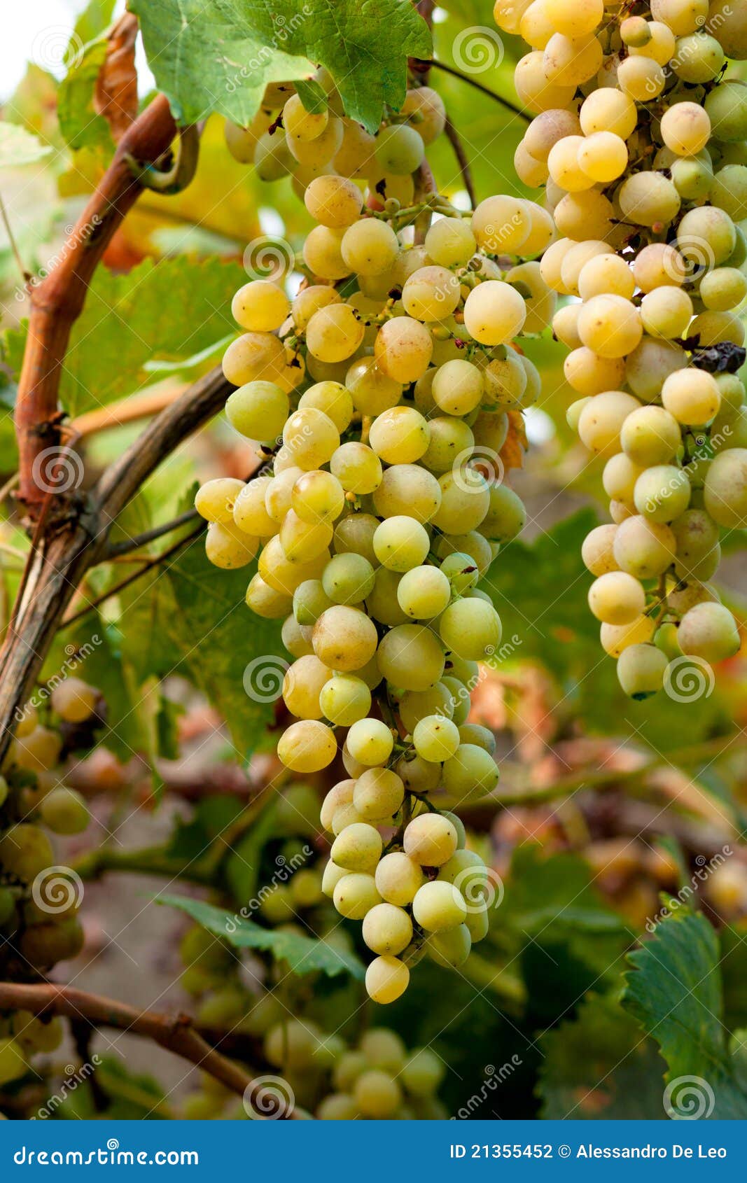 Yellow Grapes stock photo. Image of focus, fresh, grapes - 21355452