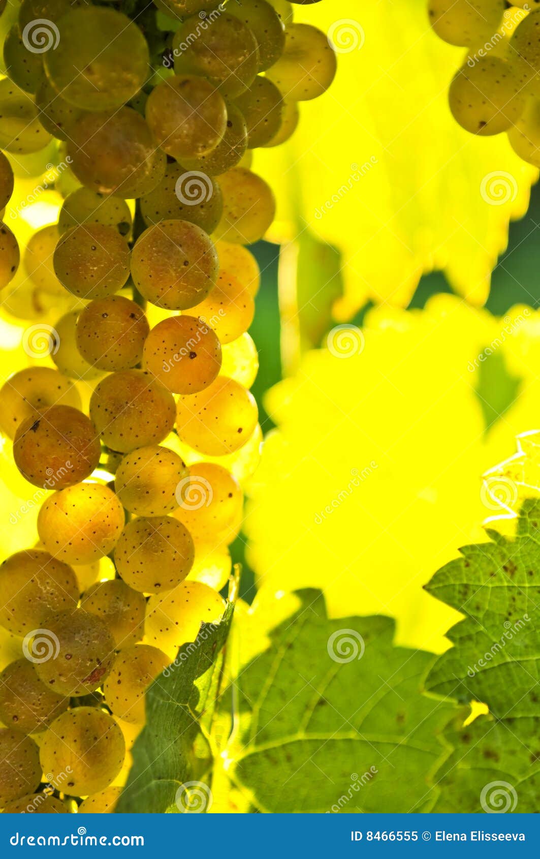 Yellow grapes stock image. Image of leaf, harvest, agriculture - 8466555