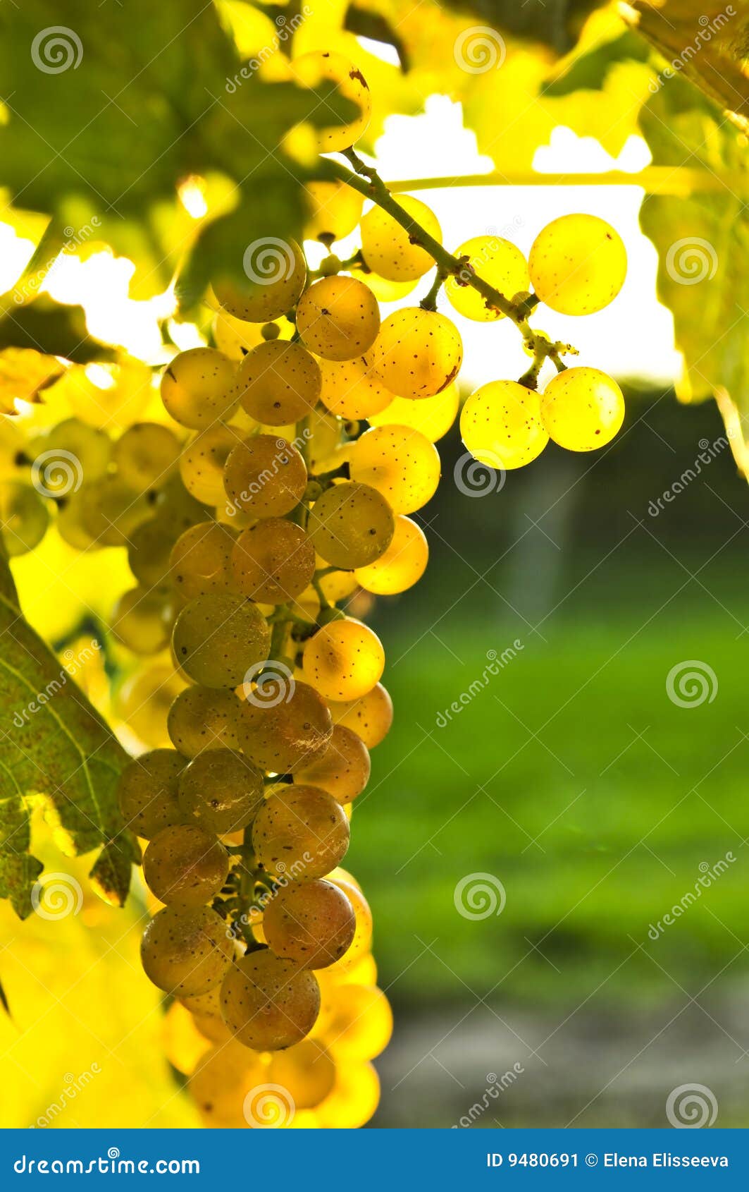 Yellow grapes stock image. Image of grapes, abundant, nature - 9480691