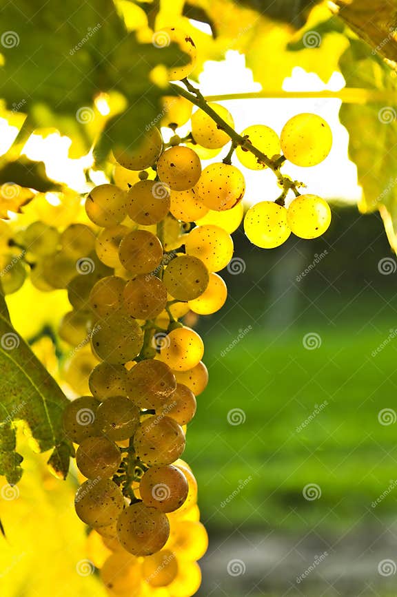 Yellow grapes stock image. Image of grapes, abundant, nature - 9480691