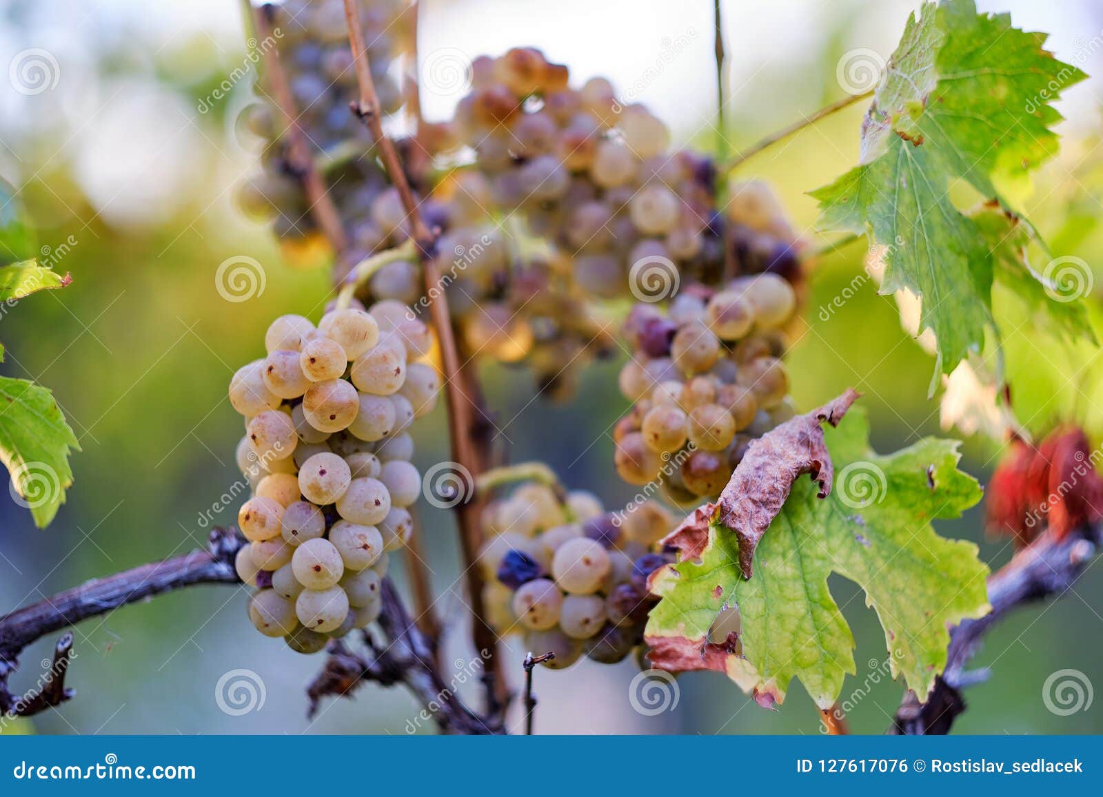 Yellow Grapes on Grapevine, Vineyard in Autumn Stock Photo - Image of ...