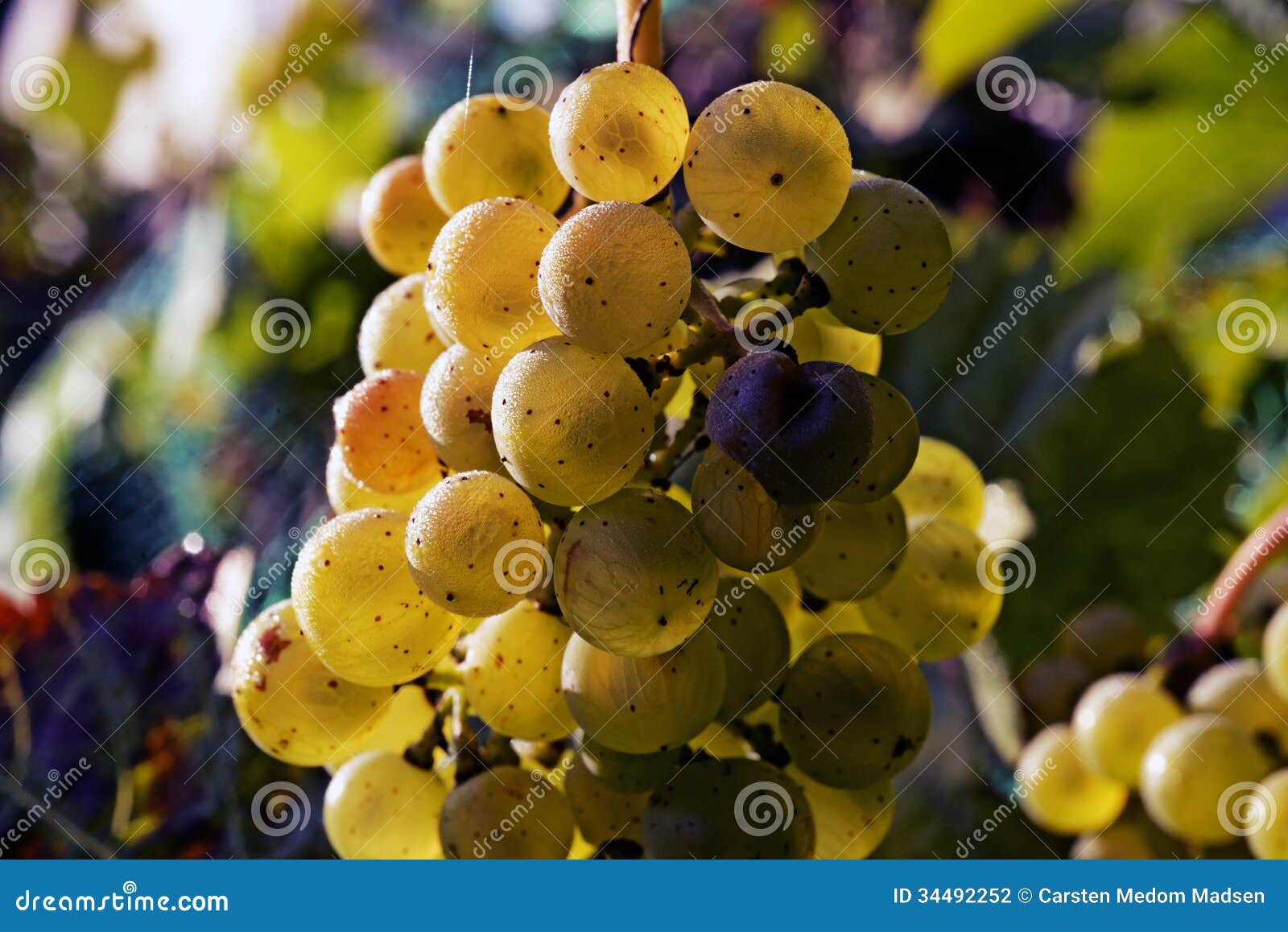 Yellow grapes stock photo. Image of autumn, vine, agriculture - 34492252