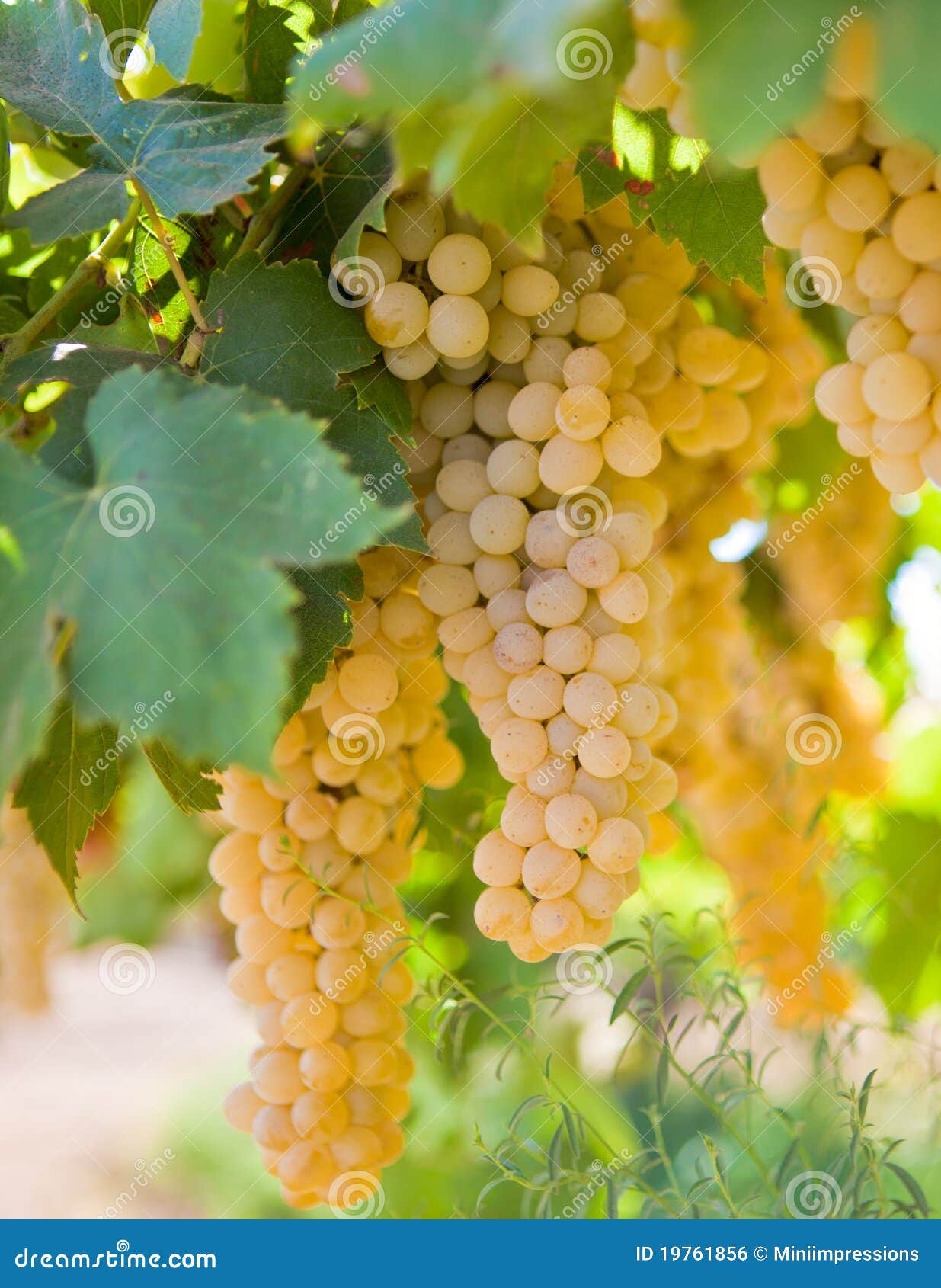 Yellow Grapes in the Vineyard Stock Photo - Image of chardonnay, field ...