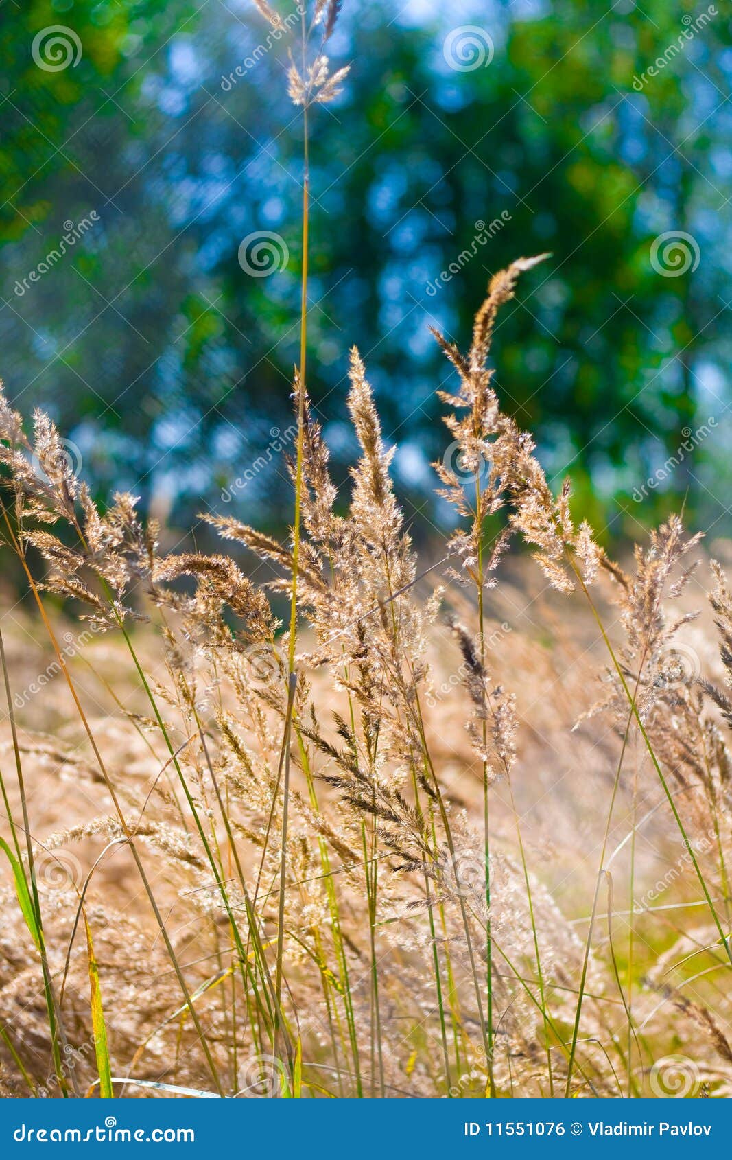Yellow grass stock photo. Image of color, green, selective - 11551076